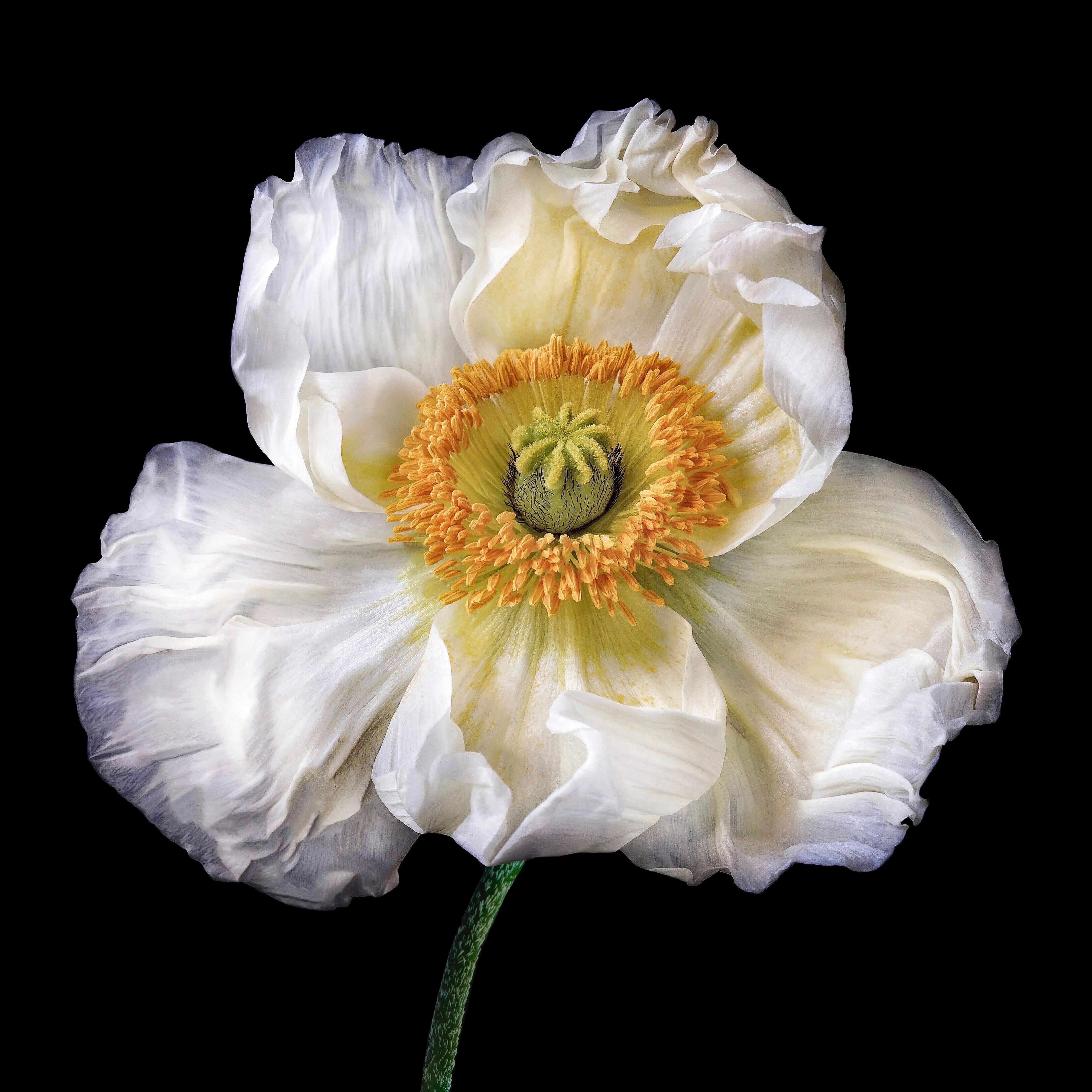 Photographic Botanical Print, “Papaver ” by Artist Debi Shapiro | Chairish