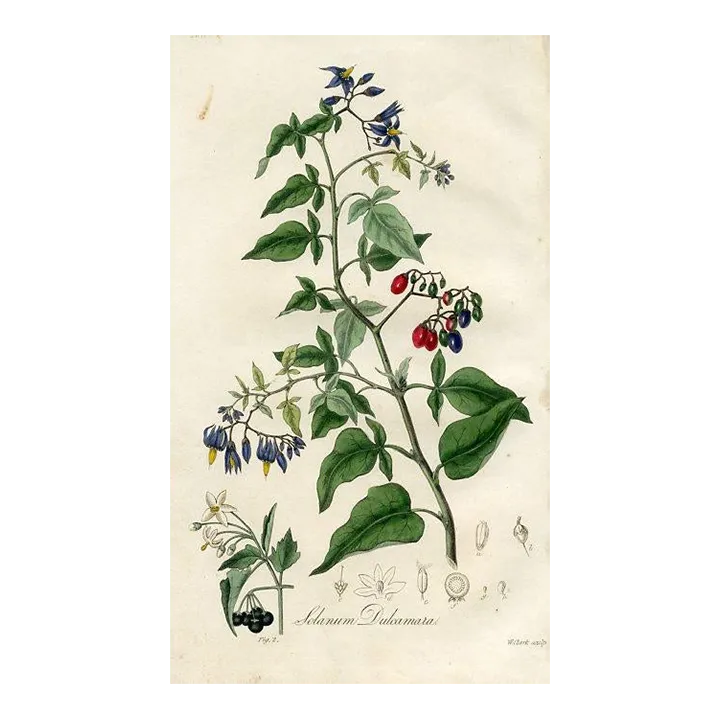 1836, Woody Nightshade Botanical Print, Medical Botany, Original ...