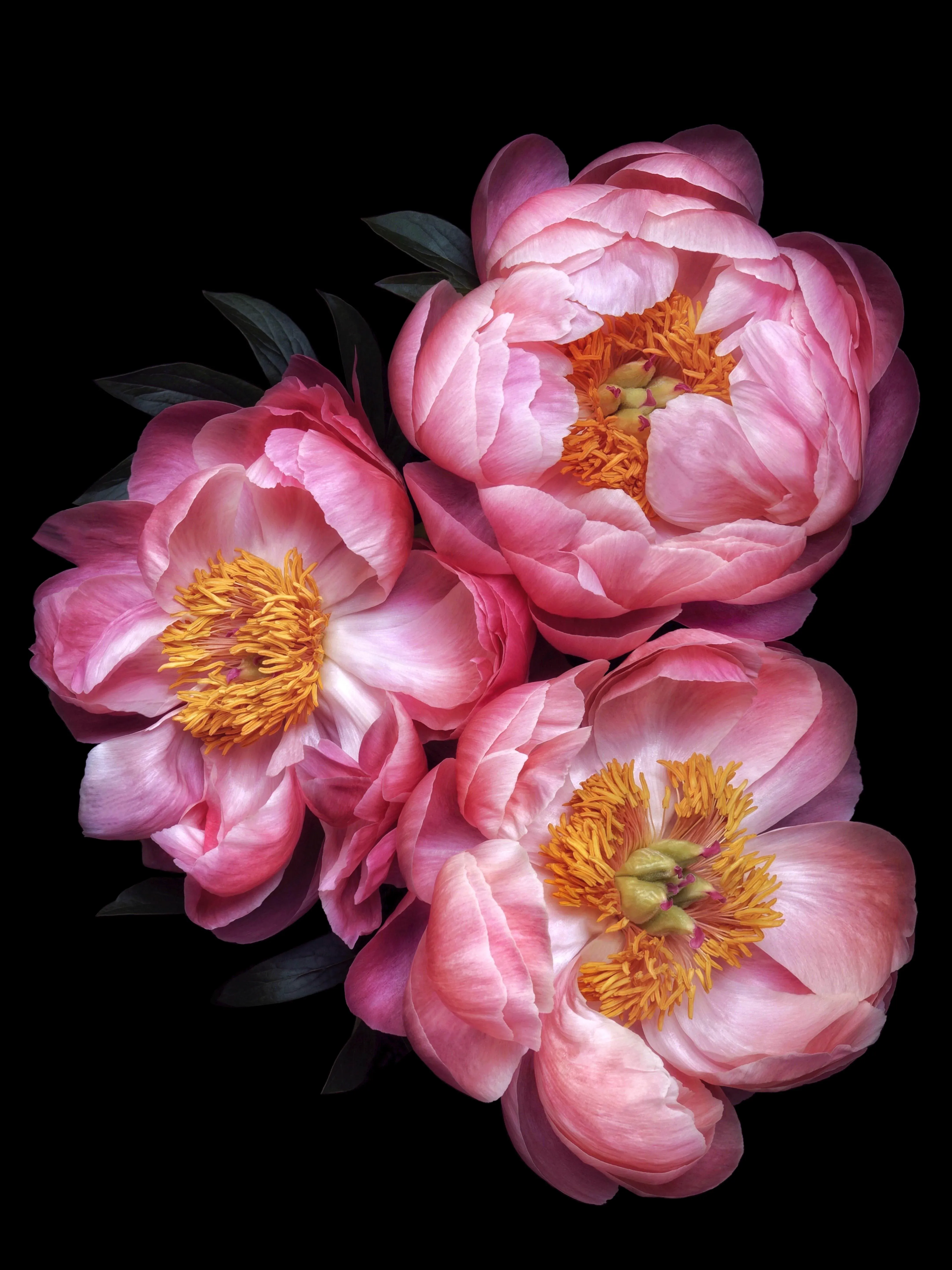 Photographic Botanical Print, “Peony Trio 2” Portrait by Artist Debi ...