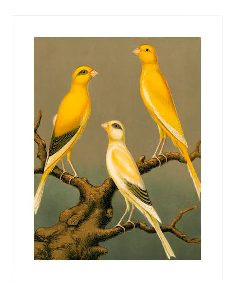 Reproduction of '3 Yellow Canaries' Archival Print | Chairish