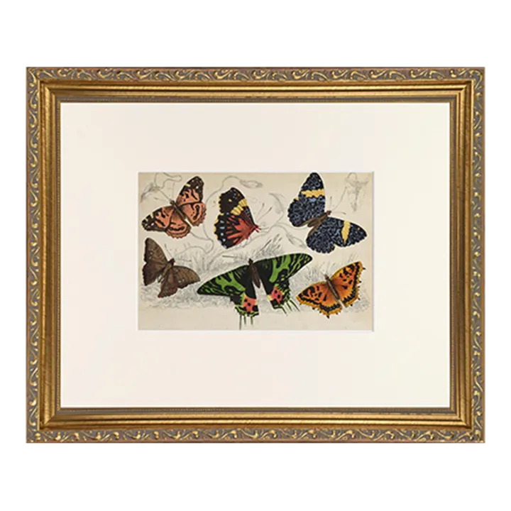 19th Century Hand Colored English Butterfly Engraving by Goldsmith ...