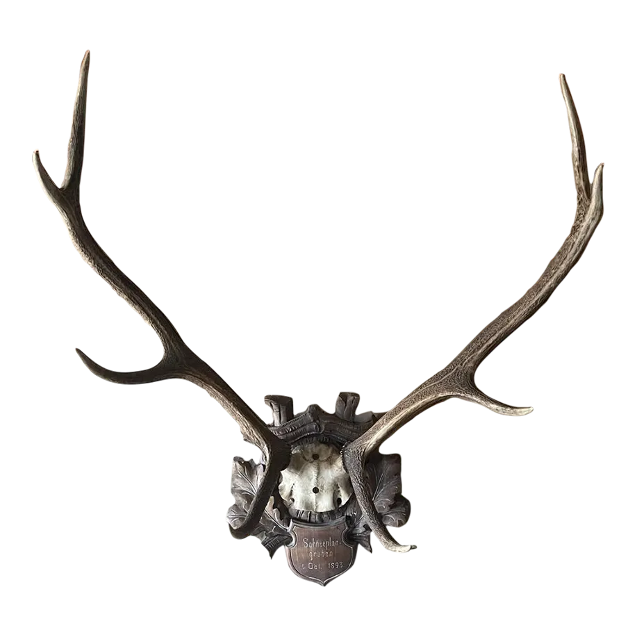 1893 Swiss Stag Horns Mounted on Large Black Forest Plaque | Chairish
