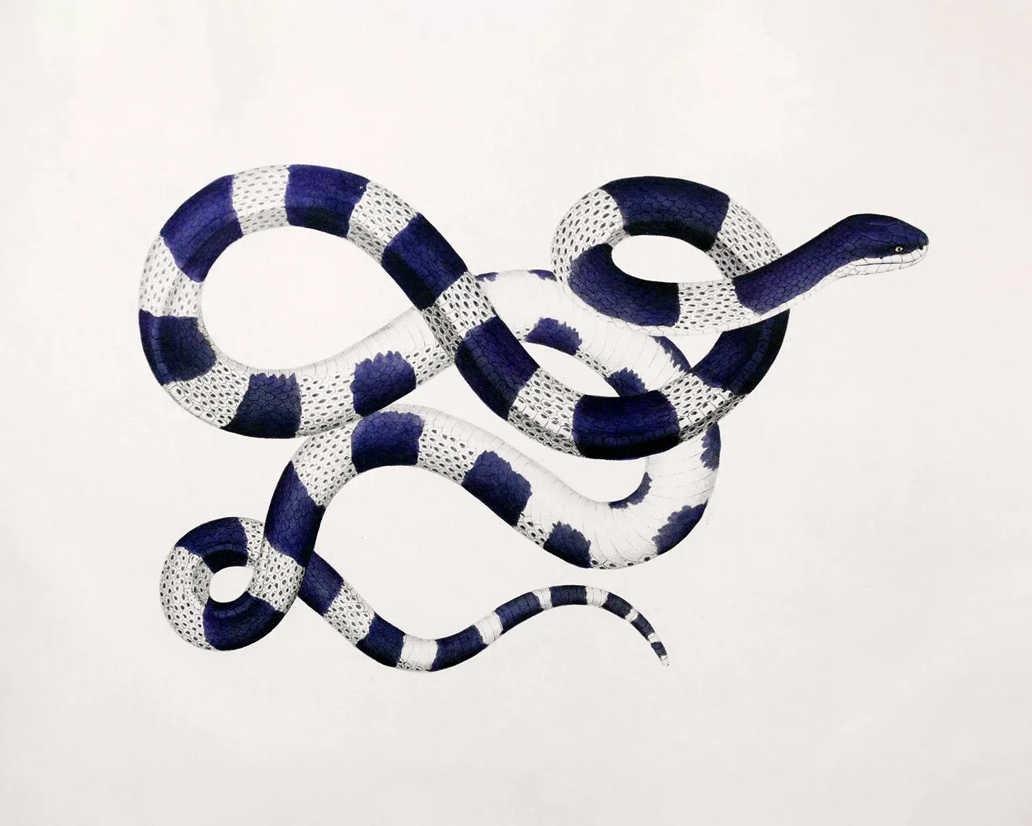 "Indigo Snake" Contemporary Reptile Study Print - 16" X 20" | Chairish