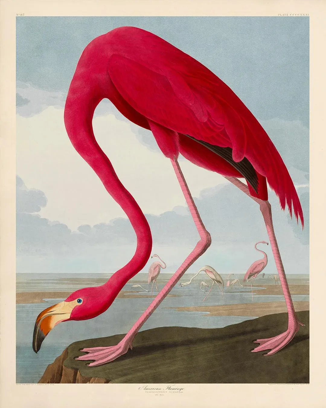 Audubon American Flamingo Poster | Chairish