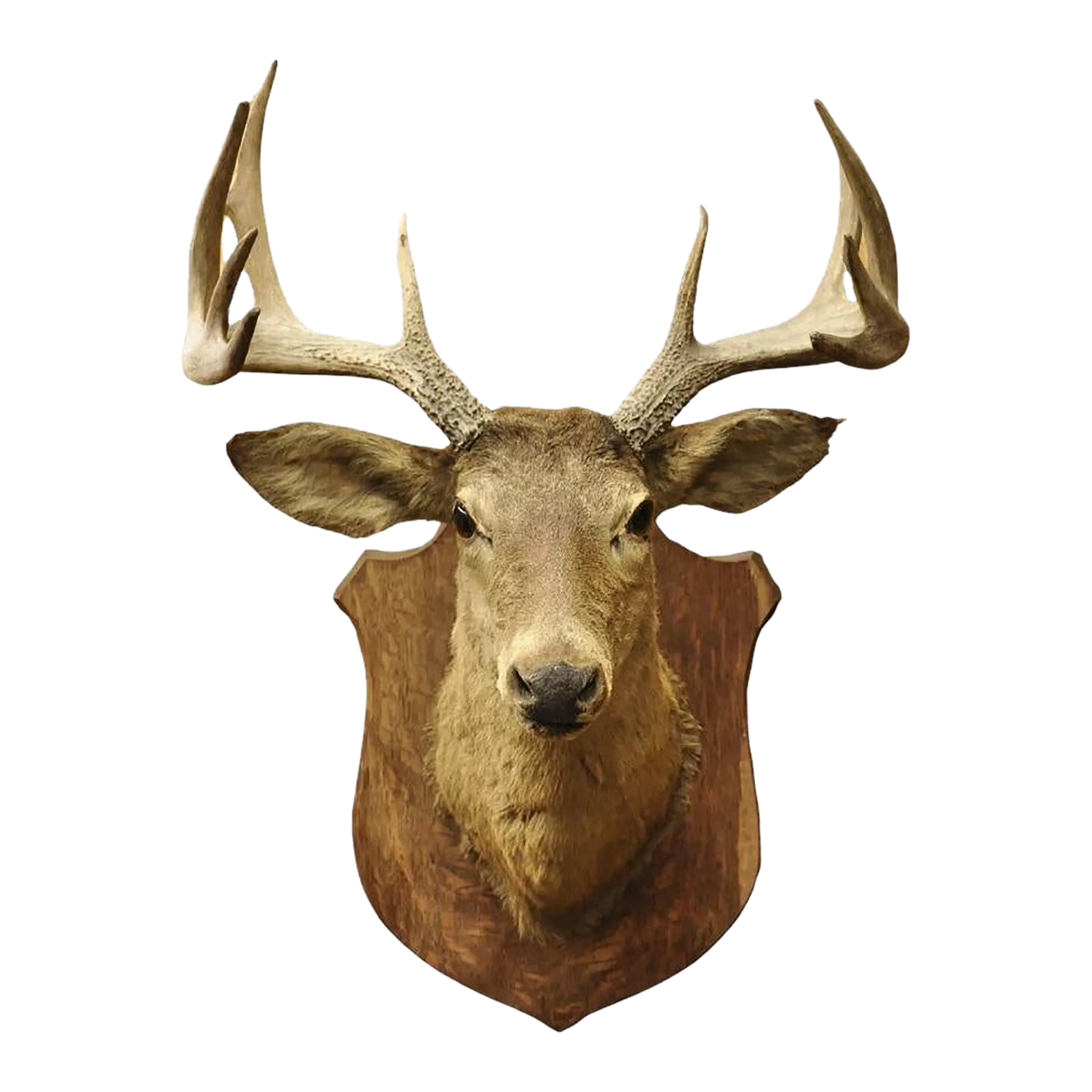 Vintage Red Deer Shoulder Mount Antler Horn Rack Taxidermy Cabin Wall ...