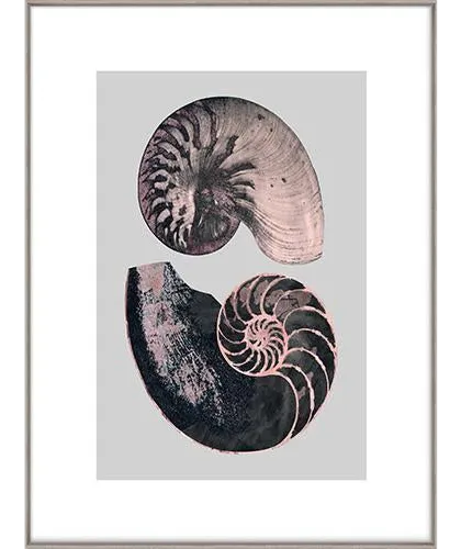 Victorian Shells 4 Art Print - Framed | Chairish