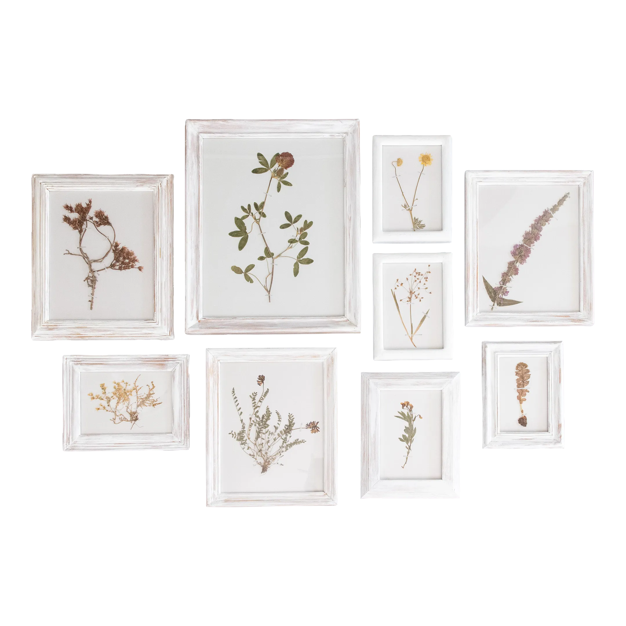 Custom Framed White Washed Scandinavian Herbarium Gallery, Circa 1920 - Set of 9 | Chairish