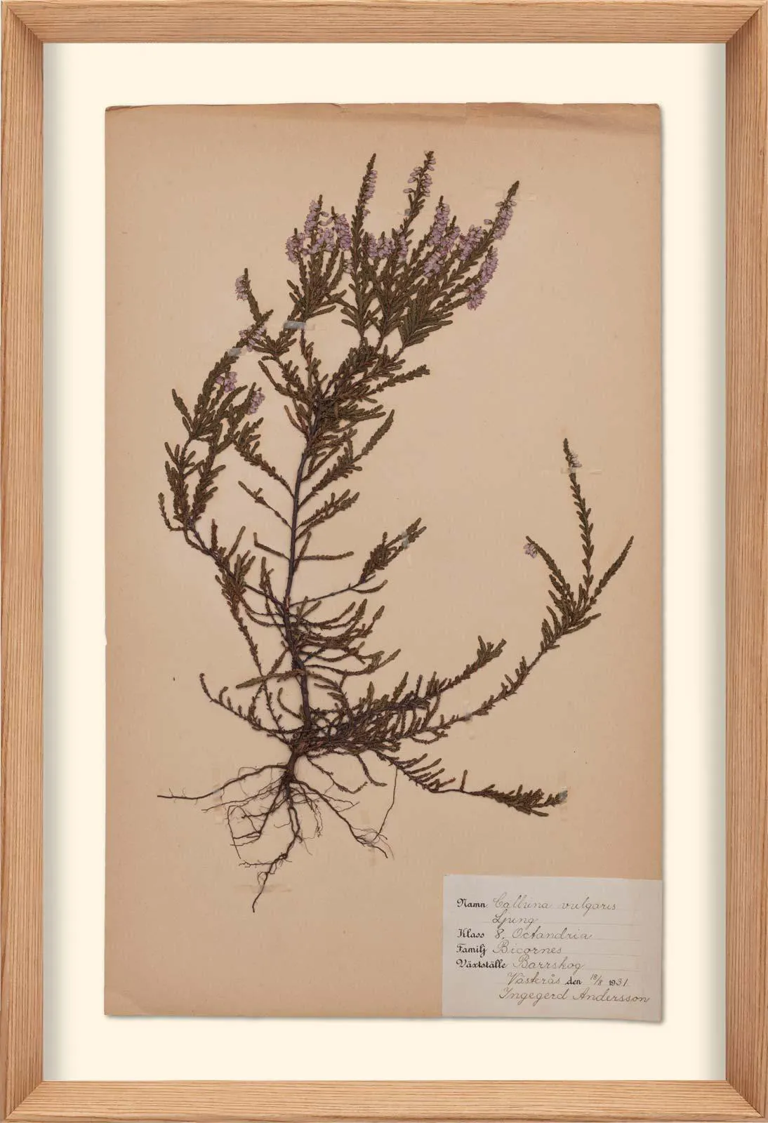 Herbarium, No.8, Framed Artwork | Chairish