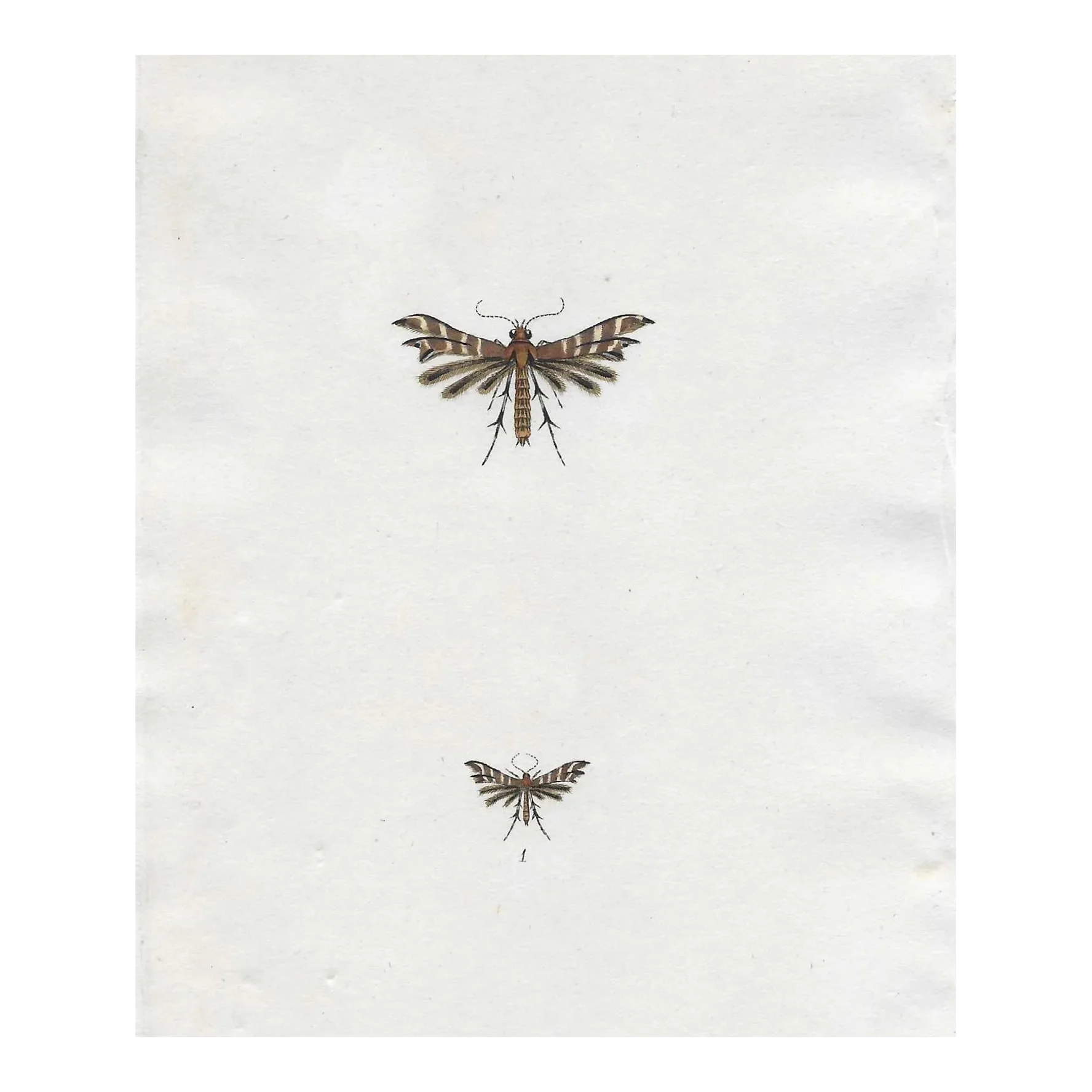 Antique Blue Wing Plume Moth Engraving | Chairish