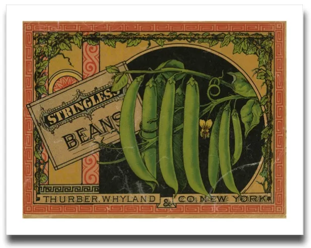 Vintage Green Bean Label Archival Print | Chairish