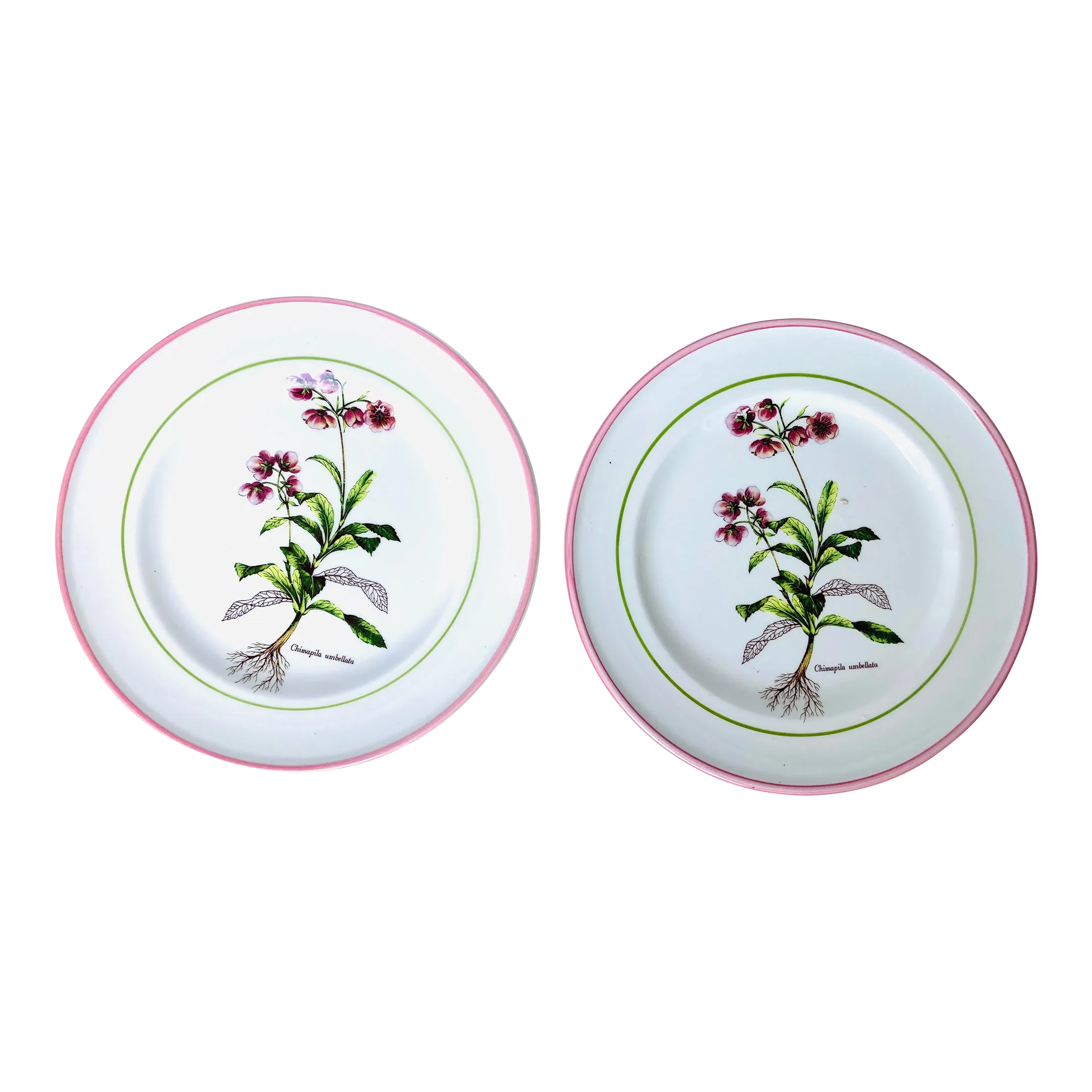 Vintage Primula Italian Pottery "Chimapila Umbellata" Plates- Set of 2 ...