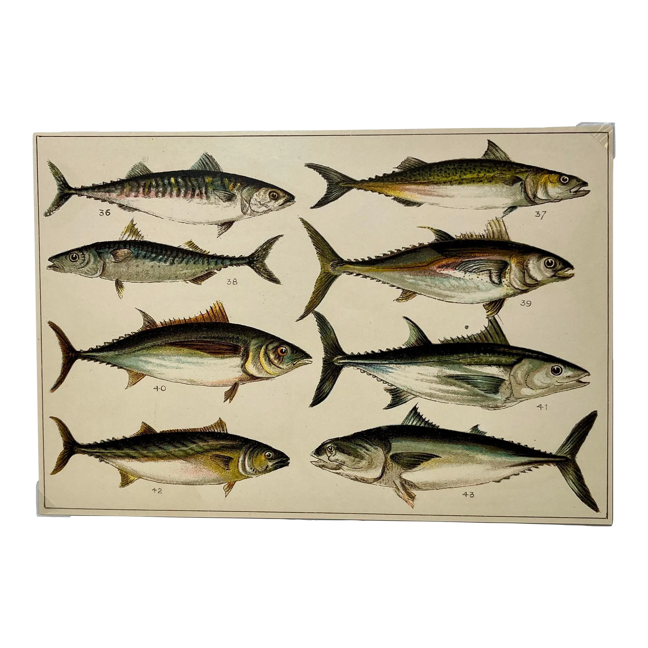 Antique Fish Print From England Featuring a Mackerel and Varieties of ...