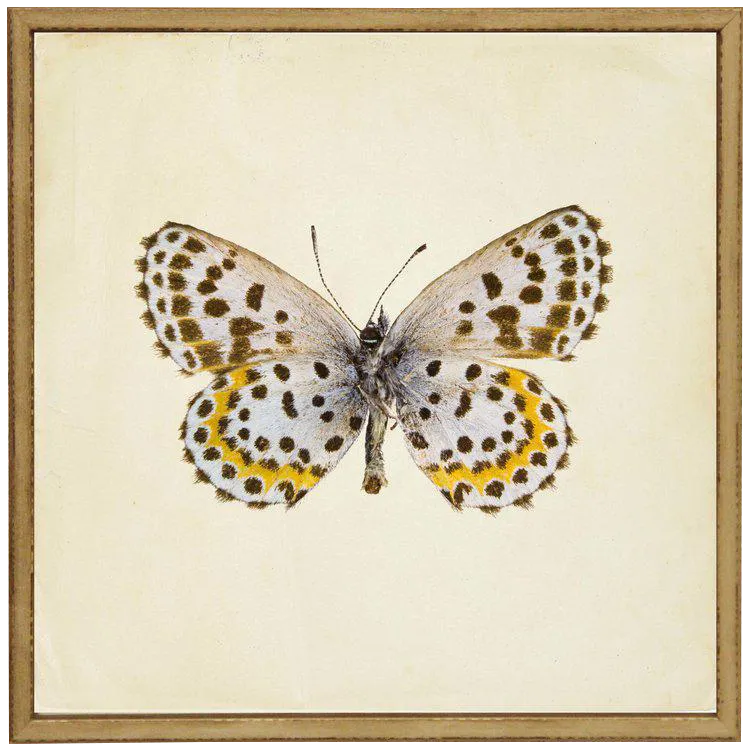 Moth Print 2 in Cream Distressed Shadowbox - 13"x13" | Chairish
