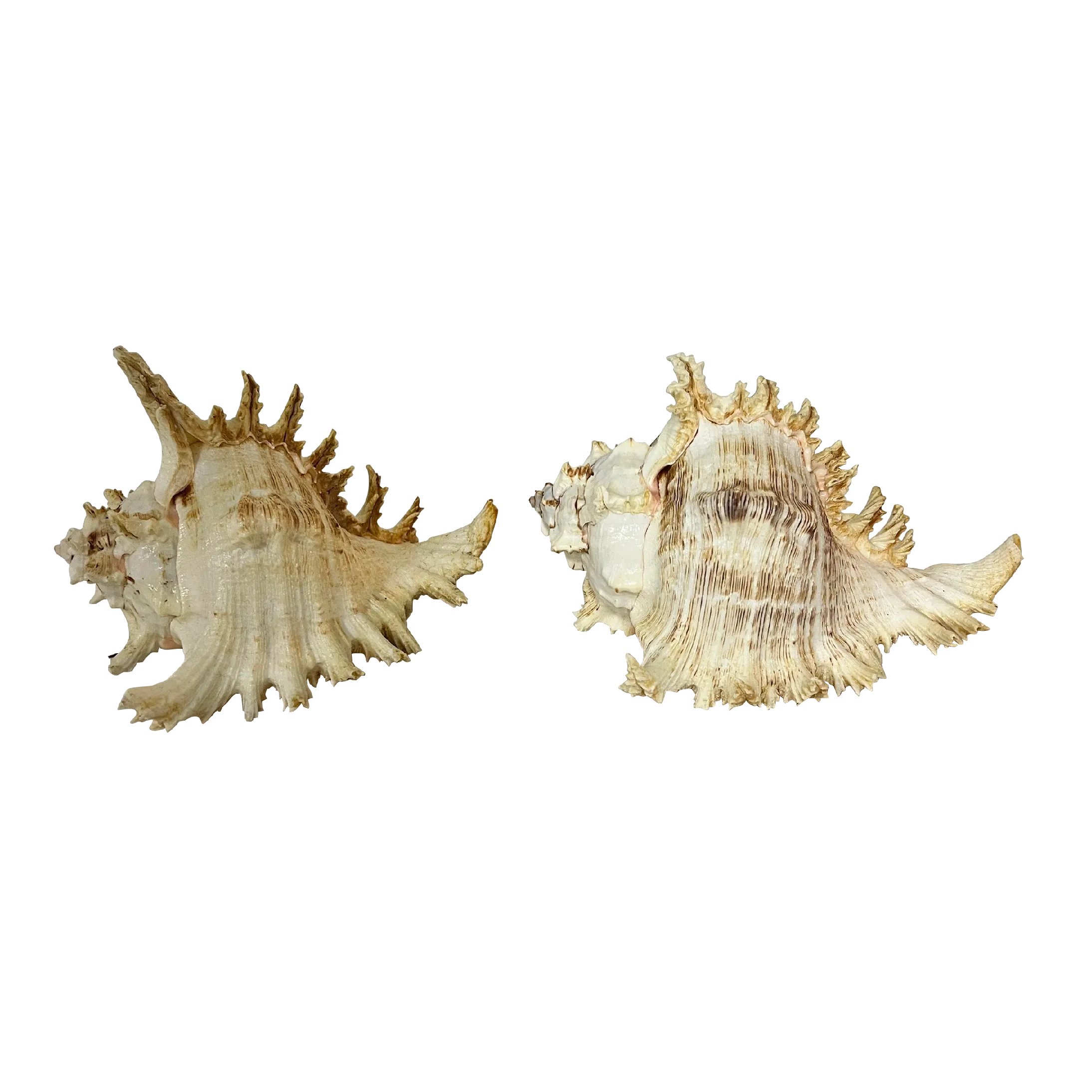 Vintage Natural Rooster Conch Shells | Chairish