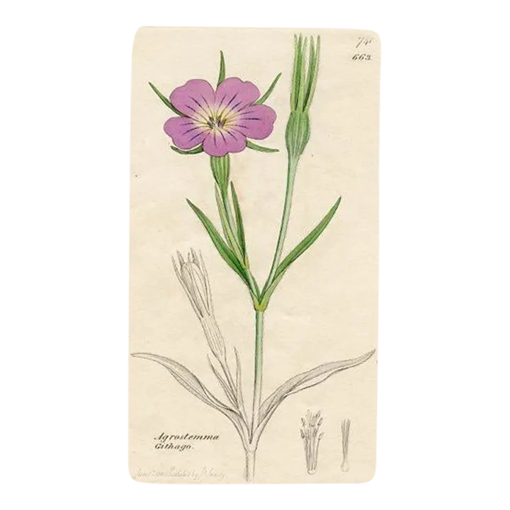 1840s, Corn Cockle Botanical Print by James Sowerby, Original Antique ...