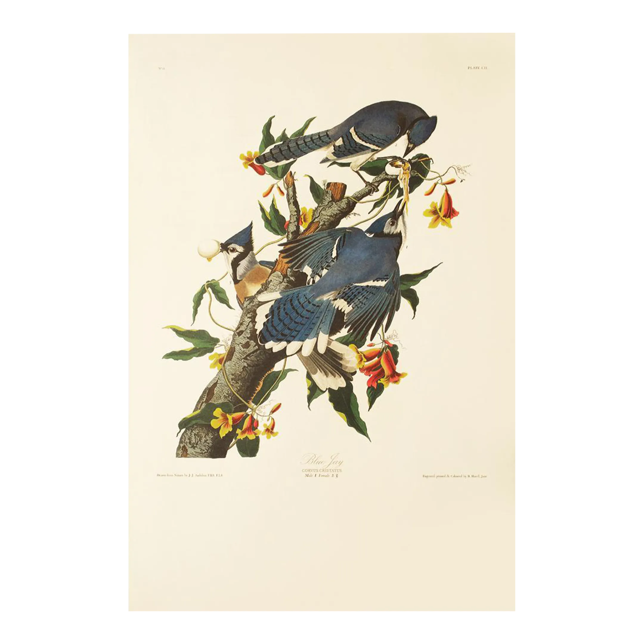 1990s Blue Jay After Audubon, Large American Classical Print | Chairish