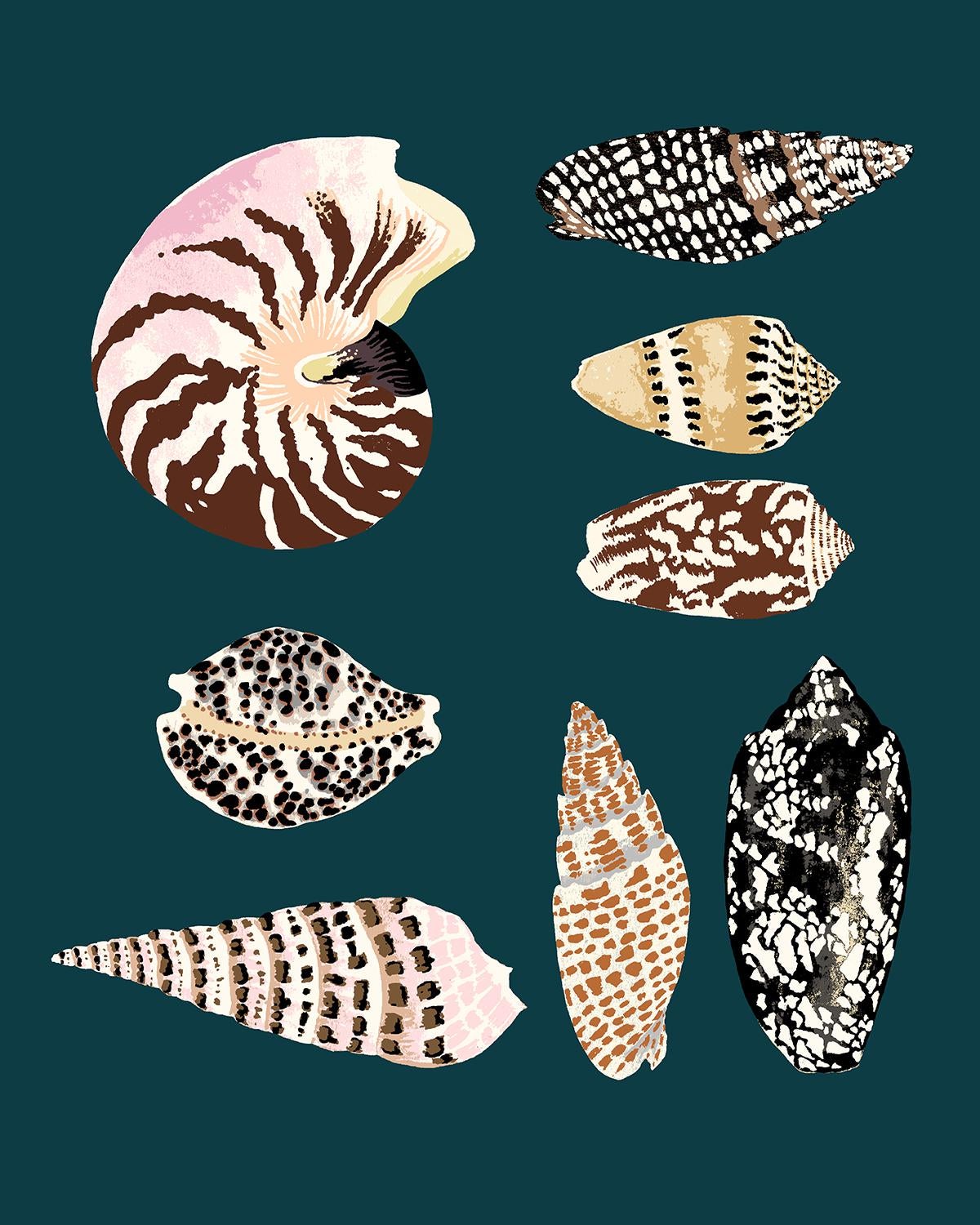 "Fiji Shells in Teal" Contemporary Giclee Print by Sarah Gordon | Chairish