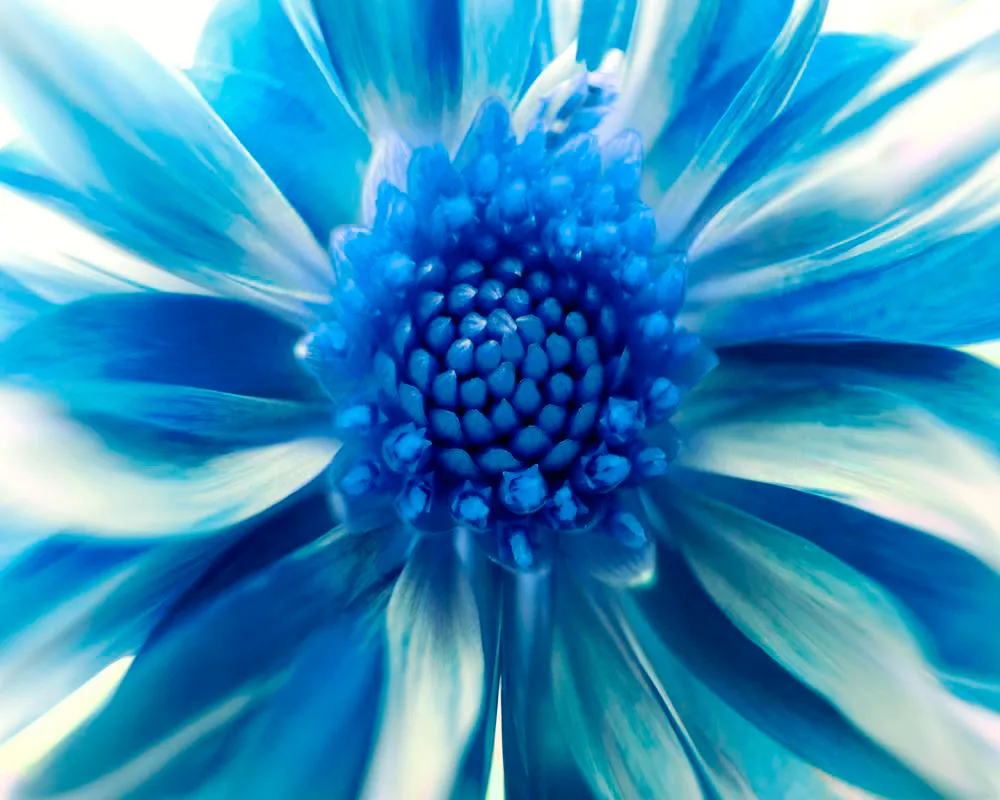 Contemporary Blue Neb Flower Color Photograph | Chairish