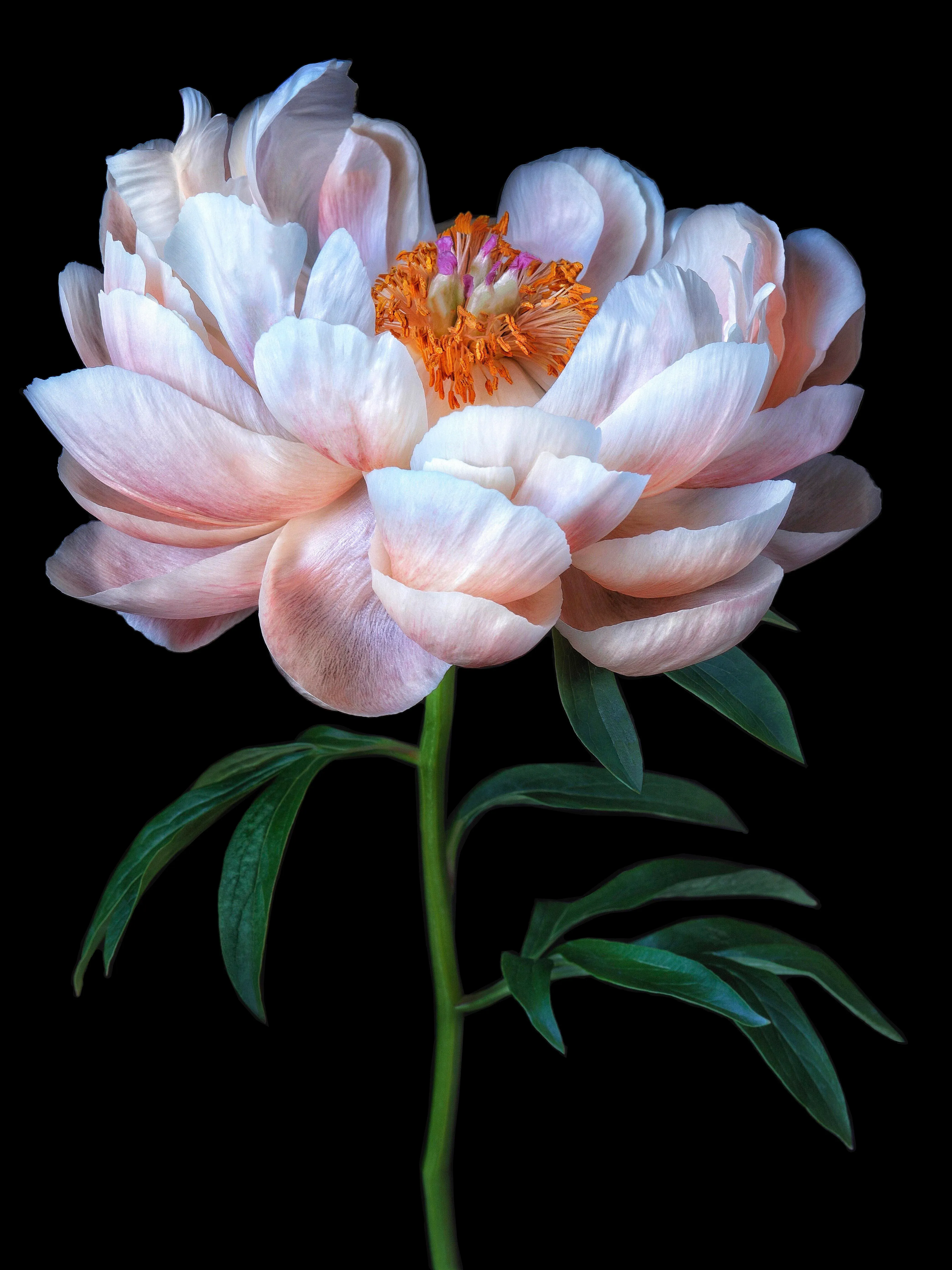 Photographic Botanical Print, “Peony Charm” by Artist Debi Shapiro ...