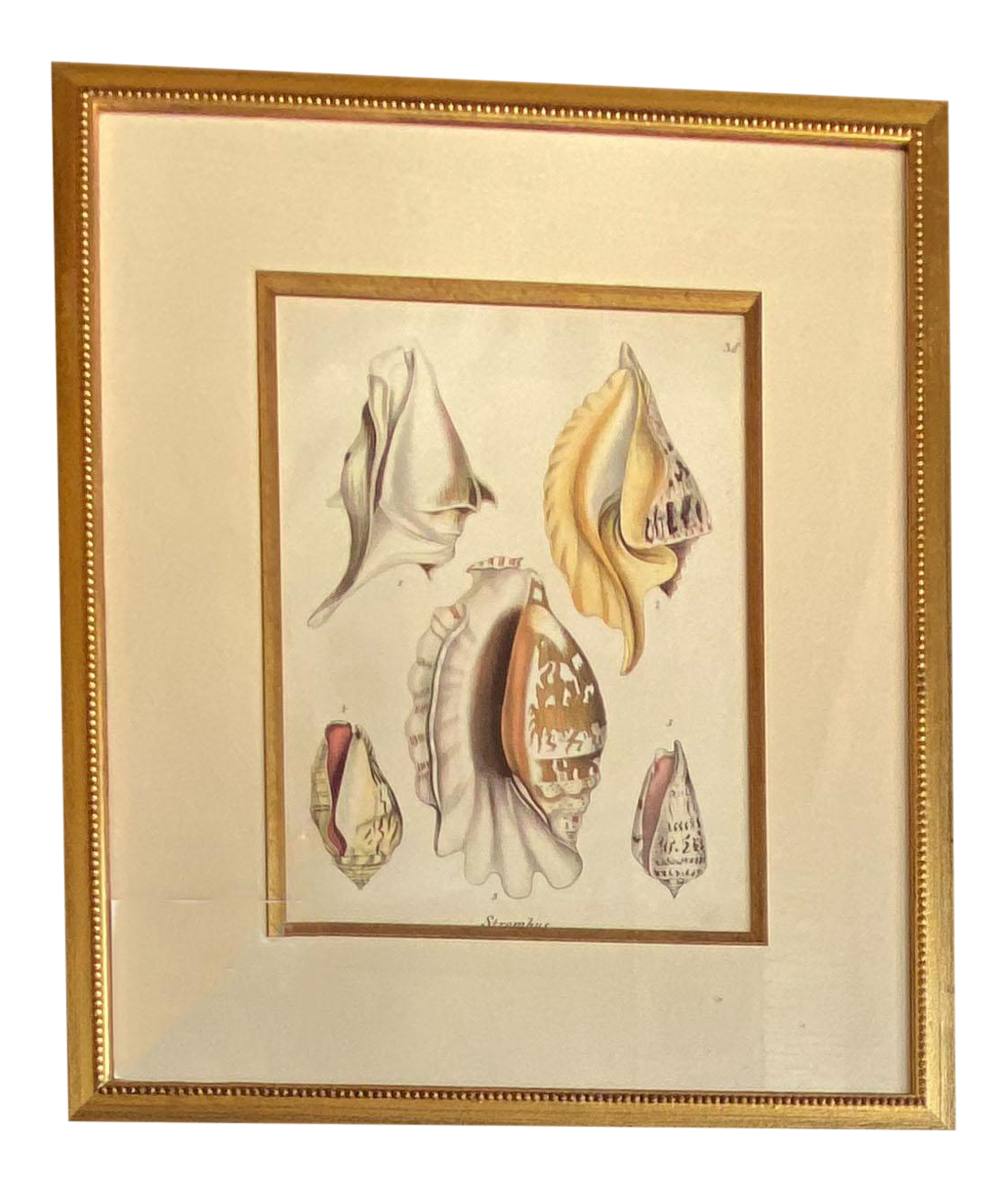 Antique Strombus Shell Engraving in Gilt Frame | Chairish