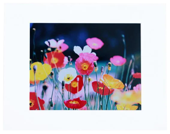 "Flower Power" Color Photograph-Limited Edition | Chairish
