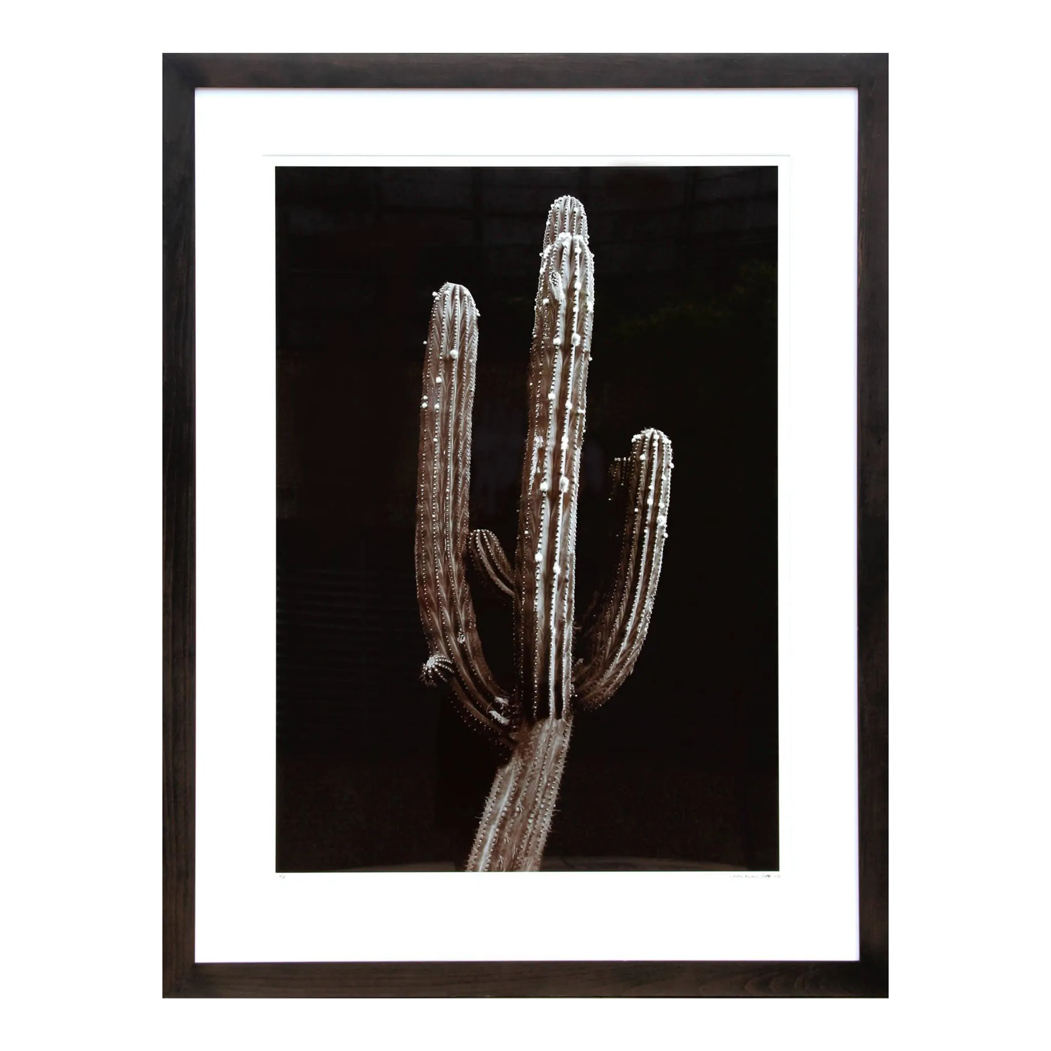 Jonathan Singer, Saguaro Cactus, Photograph | Chairish