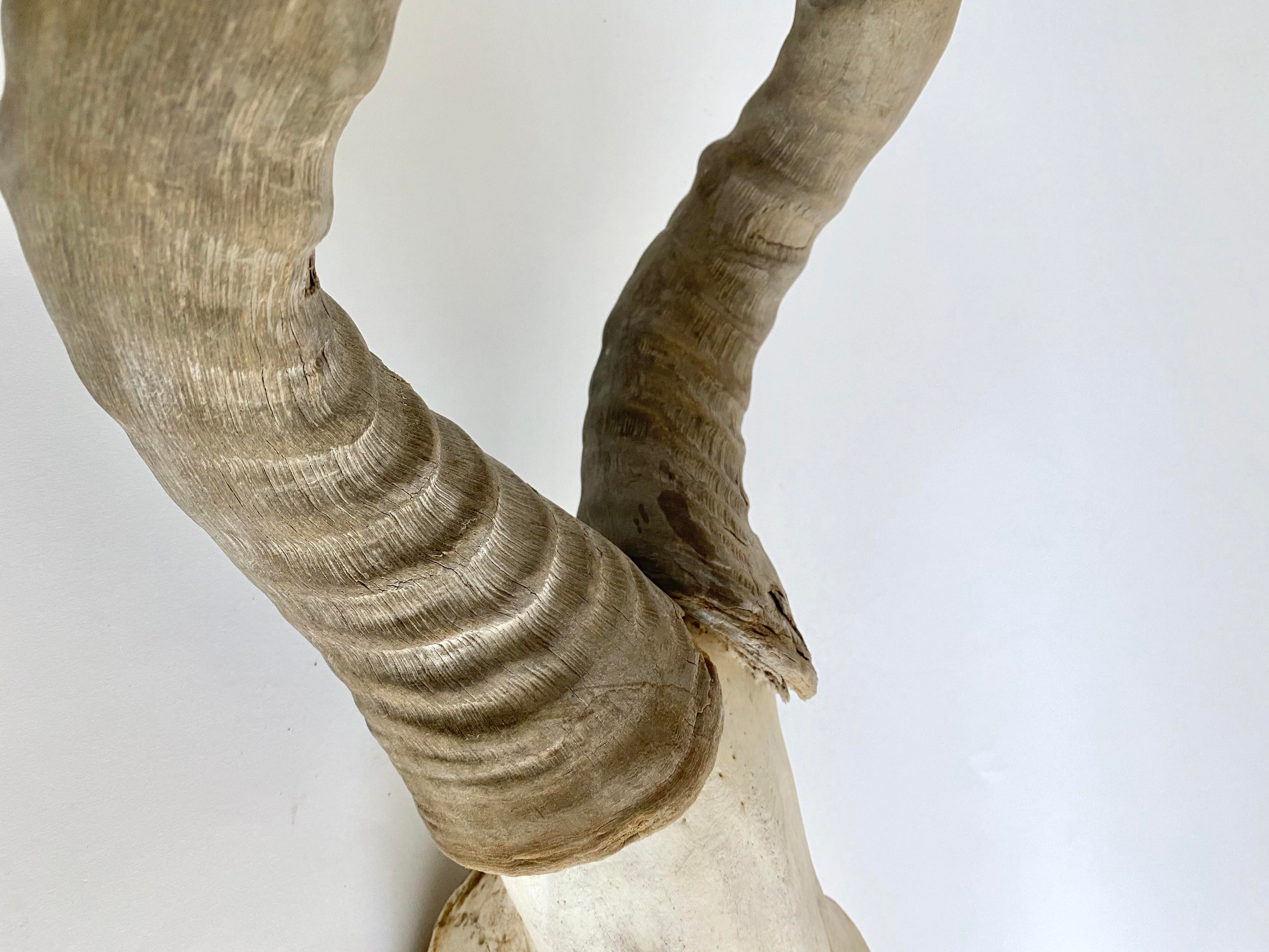 Animal Horn Texture