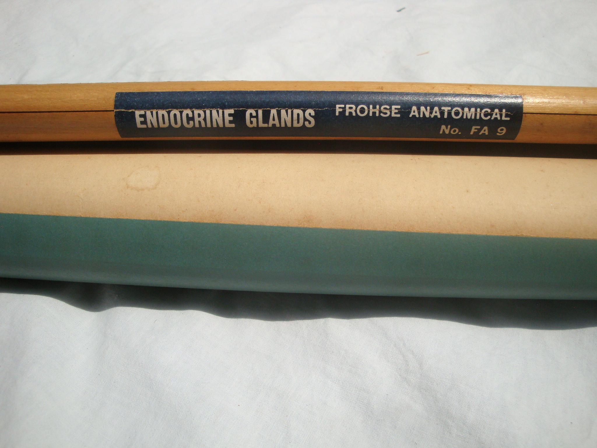 Endocrine System Wall Chart