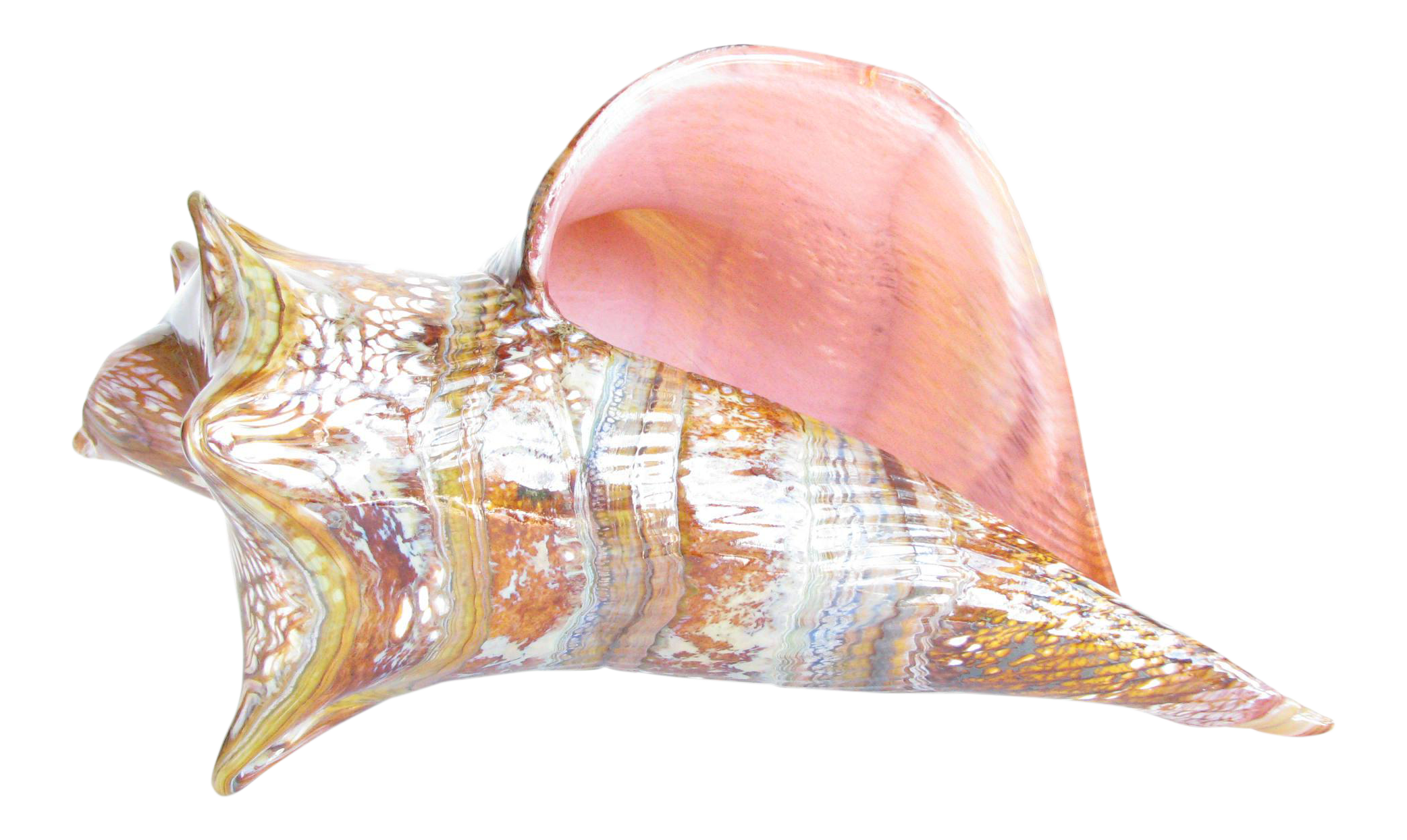 Art Objects Art & Collectibles Conk shell vintage large etna.com.pe