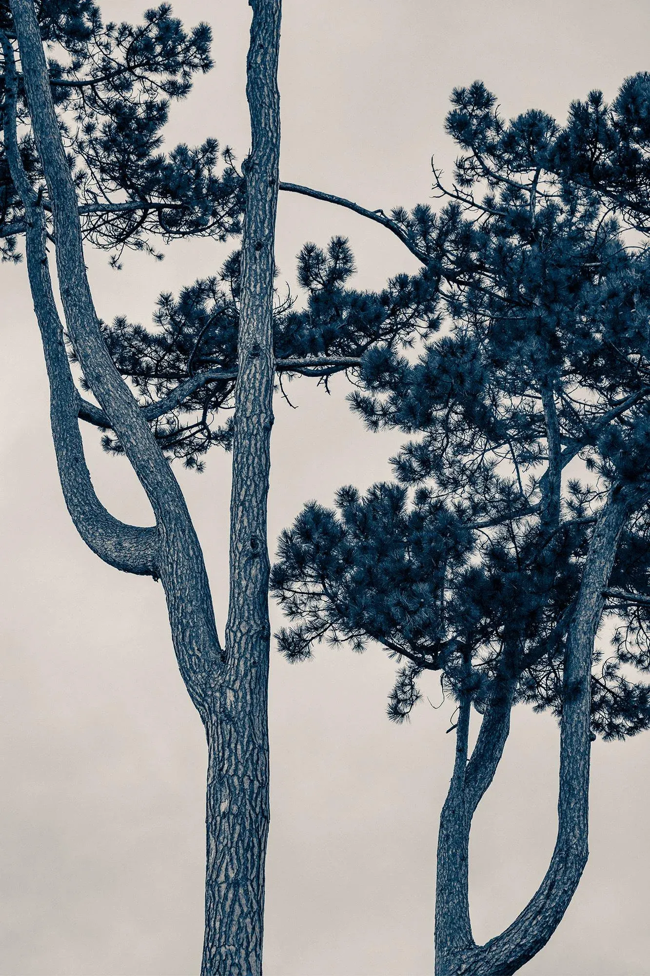 The Pine Tree, Bath - Contemporary Landscape Photograph by Guy Sargent ...