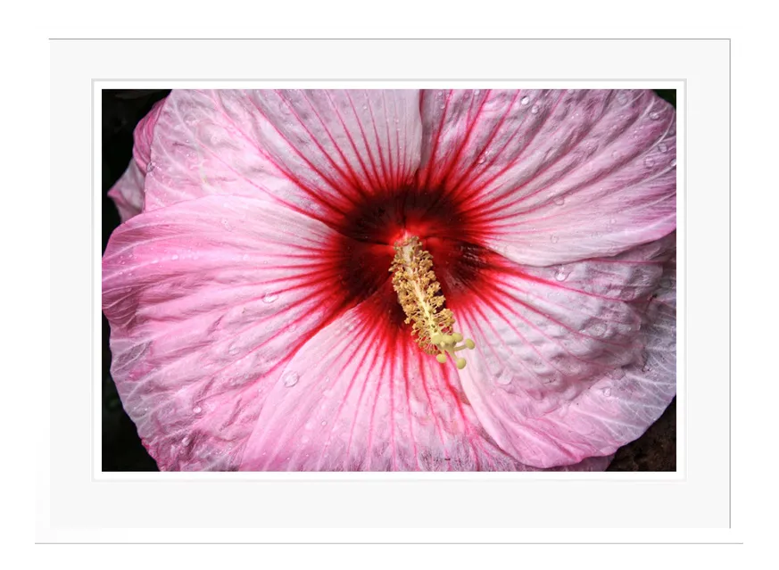 Stuart Möller, Sex Flower, 2020, Colour Photograph | Chairish