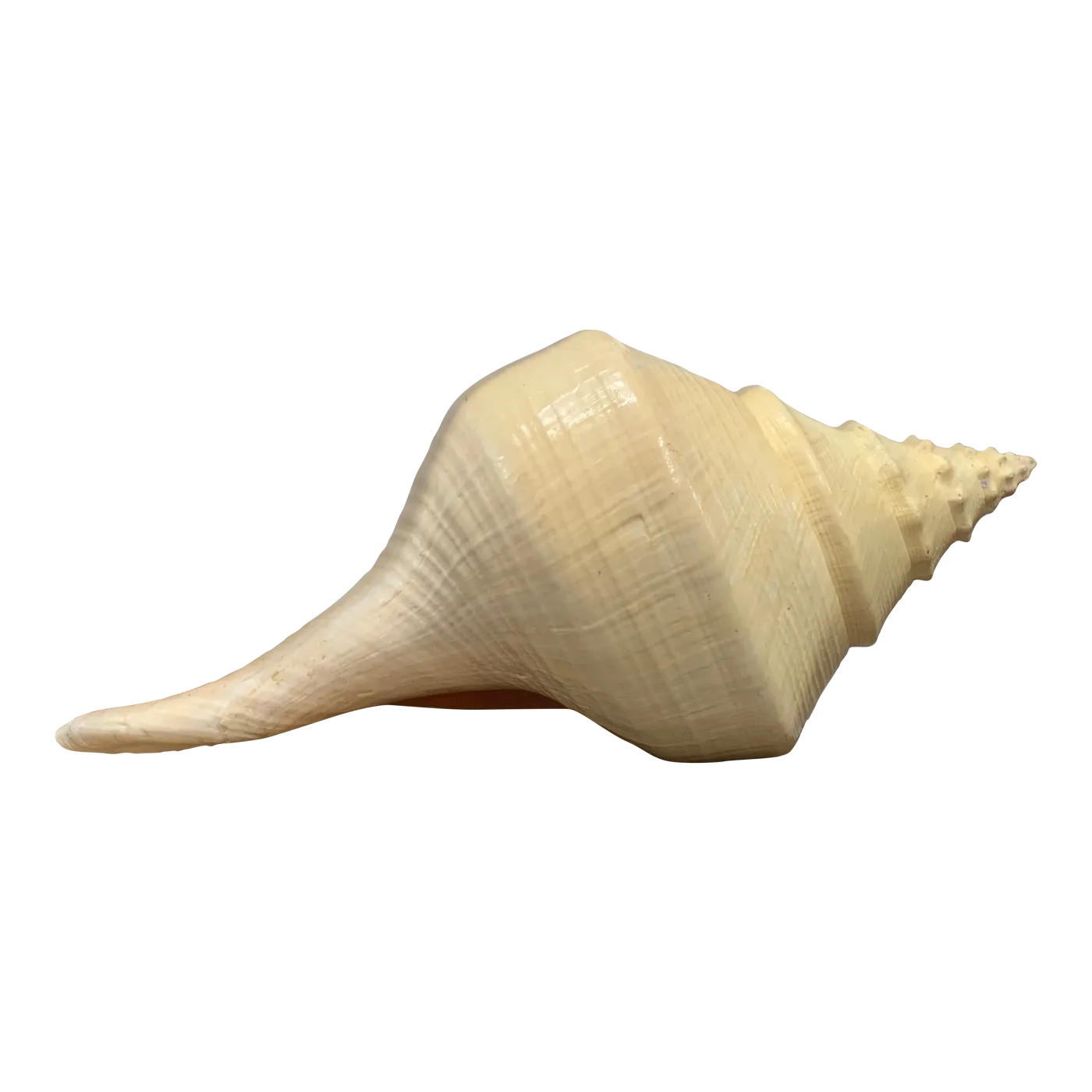 Early 20th Century Extra Large Syrinx Aranus Sea Shell | Chairish