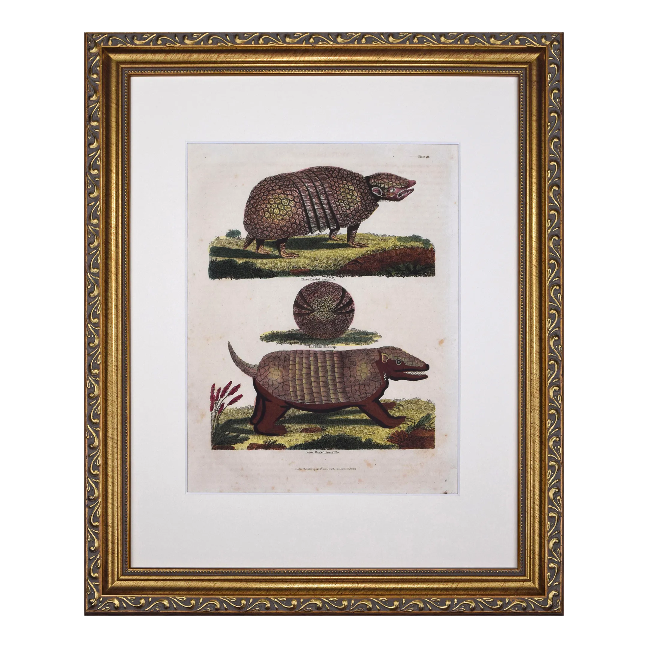 19th Century Antique Hand Colored Armadillo Engraving | Chairish