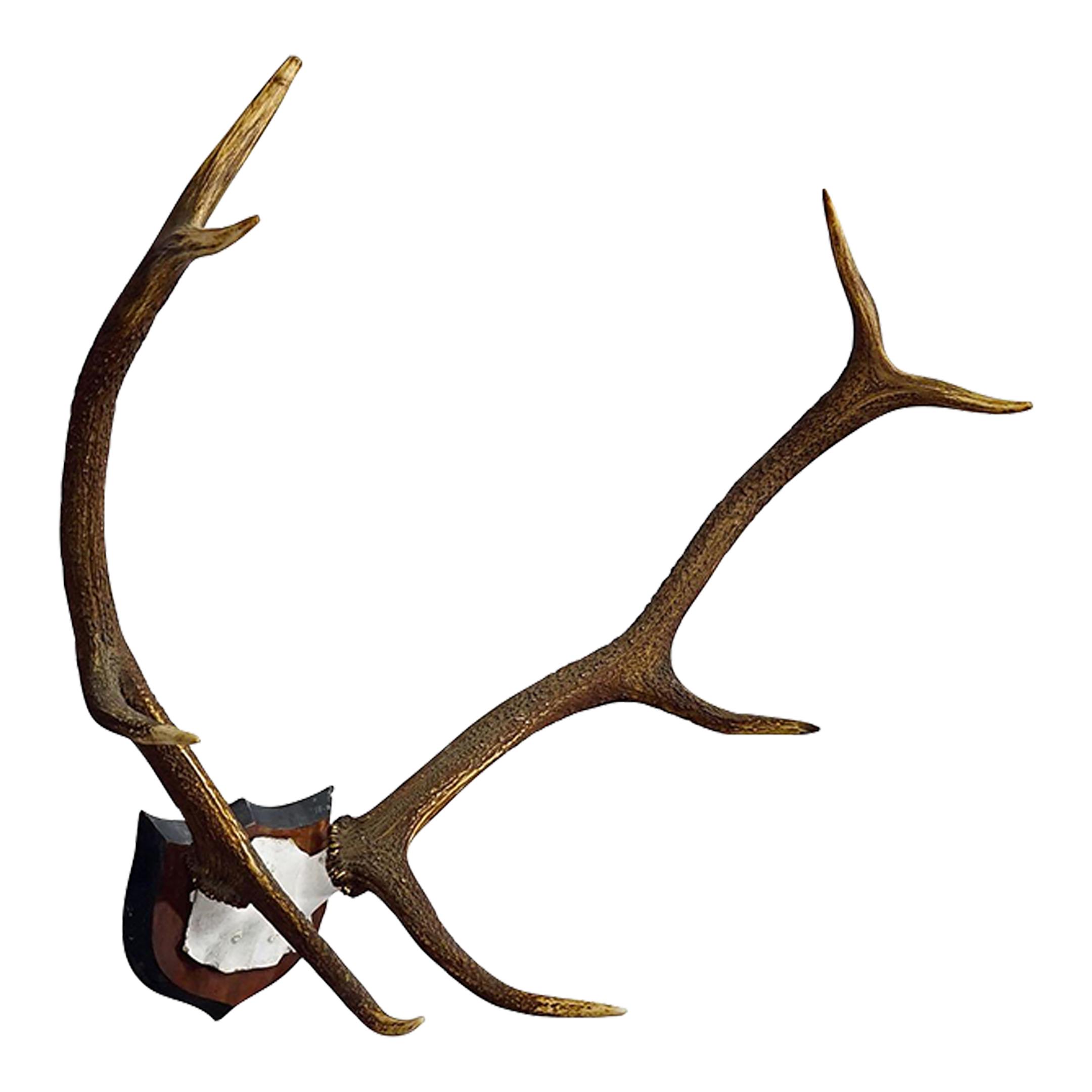 Large Black Forest Red Deer Trophy on Wooden Plaque - Germany Ca. 1900s ...