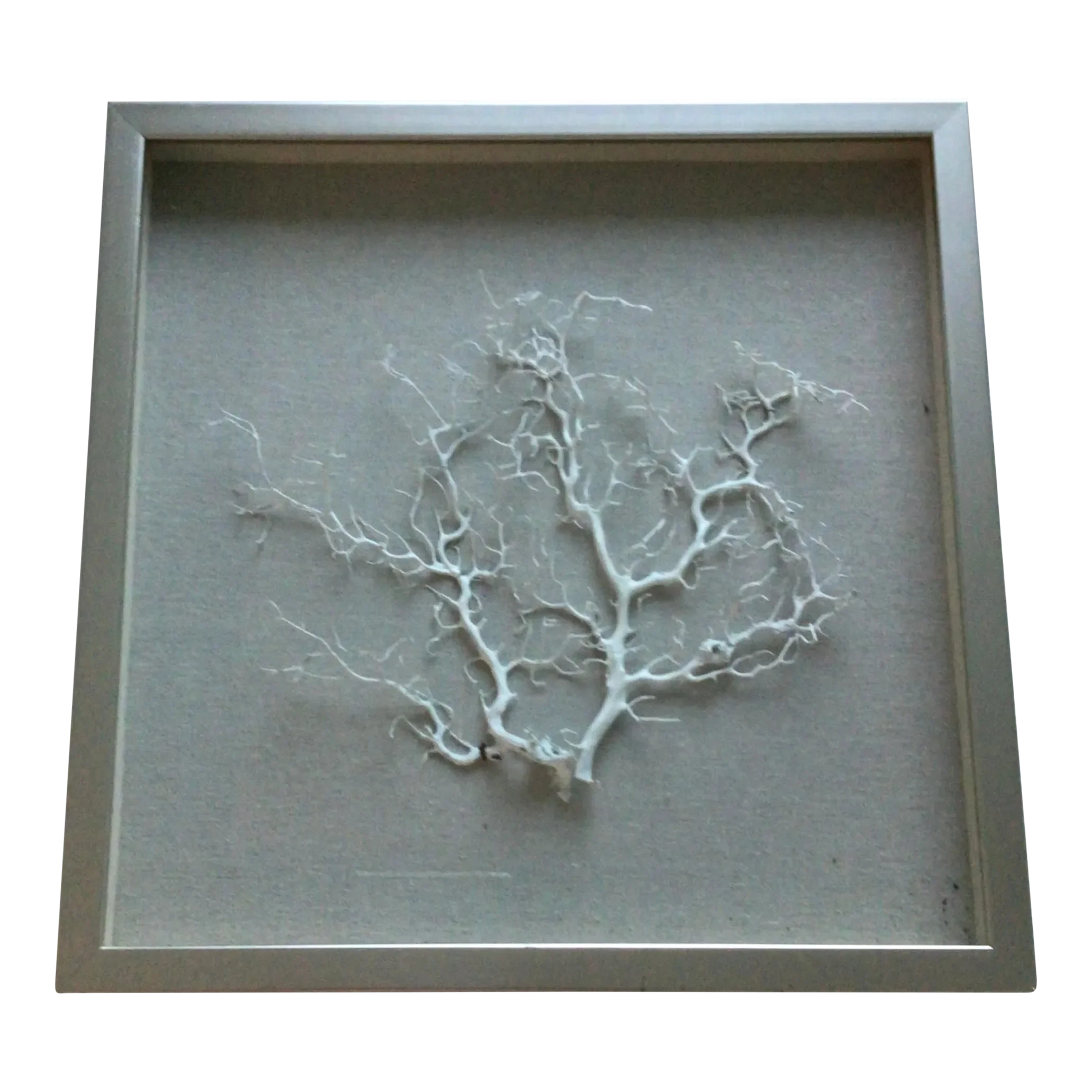 Large White Sea Fan in Silver-Tone Frame | Chairish