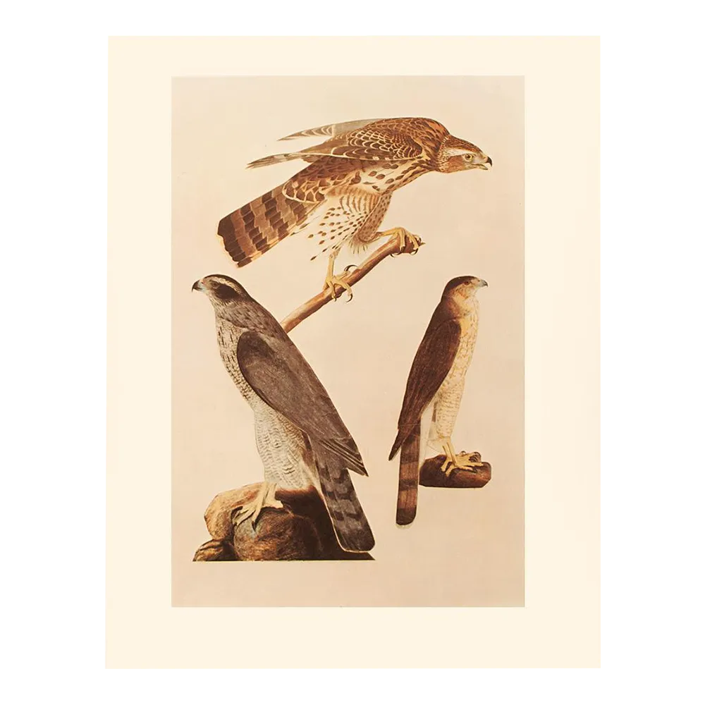 Goshawk After John J. Audubon, 1966 American Classical Print | Chairish