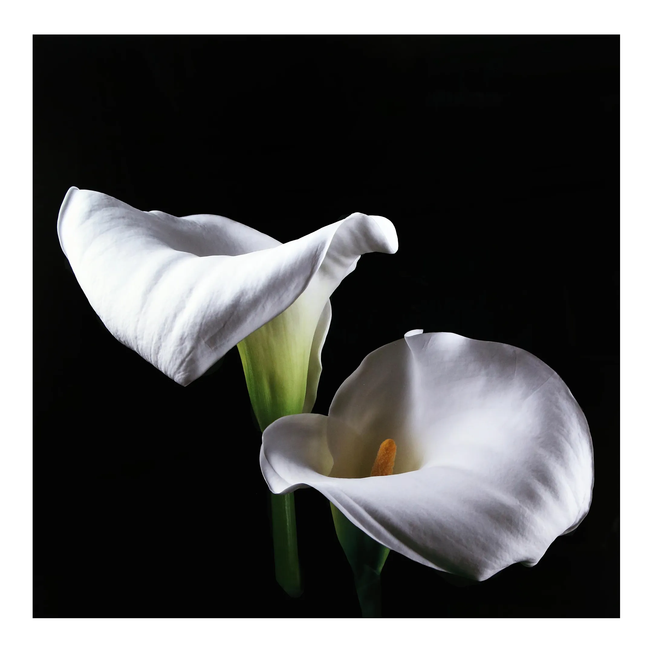 Calla Lily (Large), Jonathan Singer, Photography | Chairish