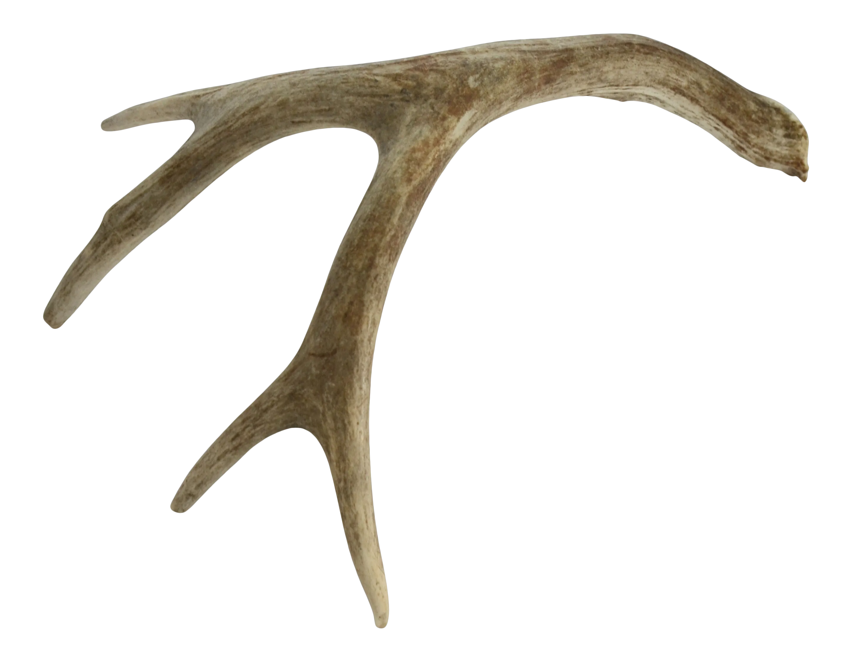 Natural 4 Point Antler | Chairish