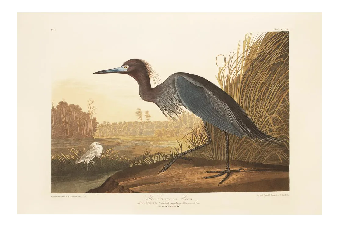1990s Blue Heron or Crane by Audubon, Large American Classical Print ...