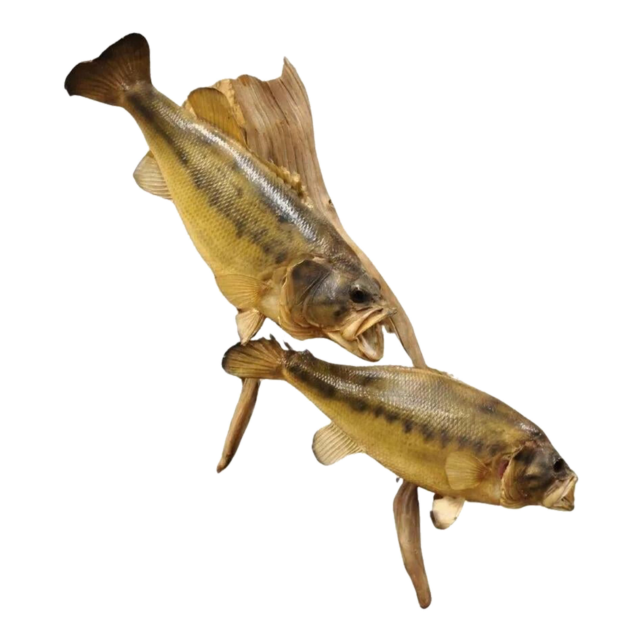 Vintage Double Largemouth Bass Wall Mount Taxidermy Real Skin Fishing ...