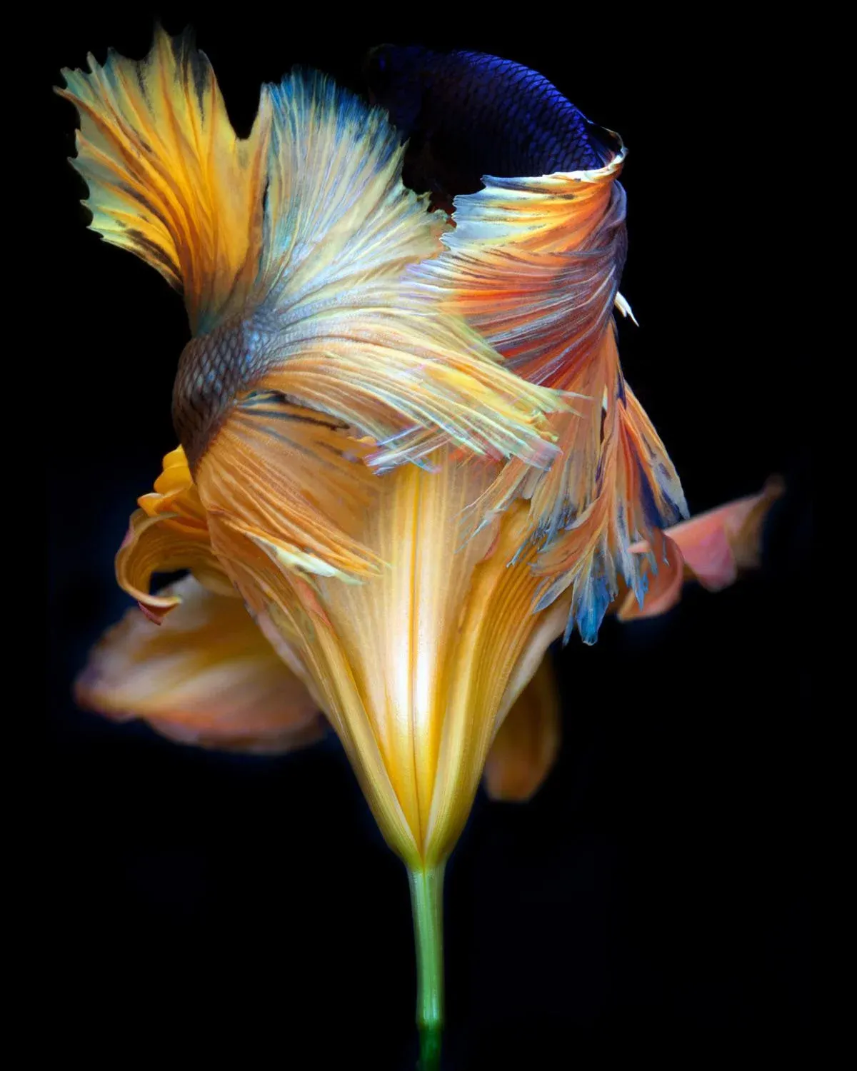 "Kaleidoscope 3" Contemporary Color Photograph of a Fish | Chairish