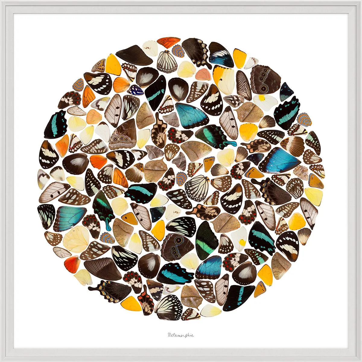 Metamorphic, Framed Artwork | Chairish