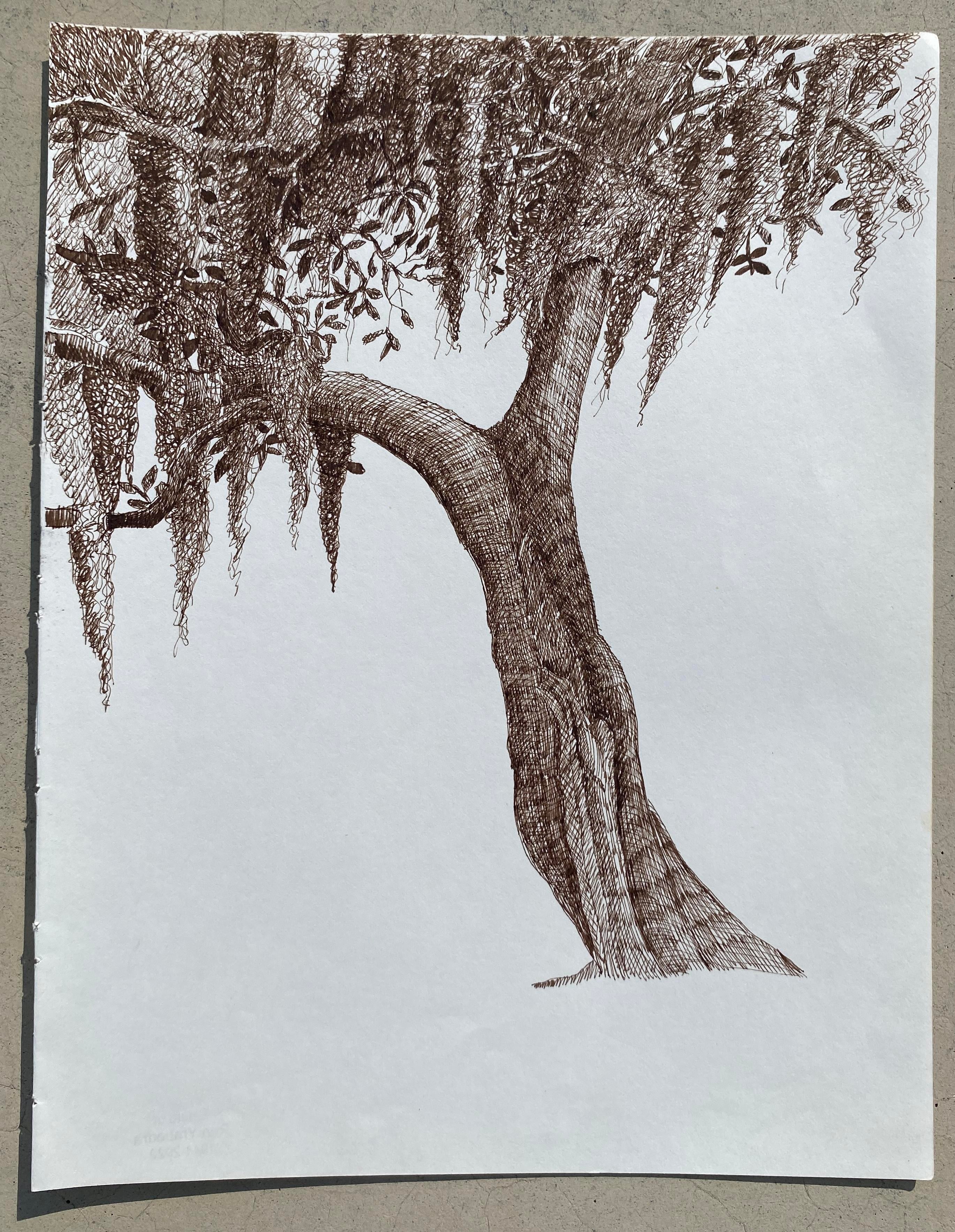 Spanish Moss Drawing