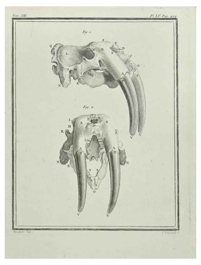 Louis Legrand, Animal's Skeleton, Etching, 1711 | Chairish