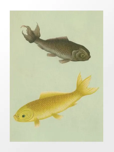Vintage German Bookplate Print - Fish | Chairish