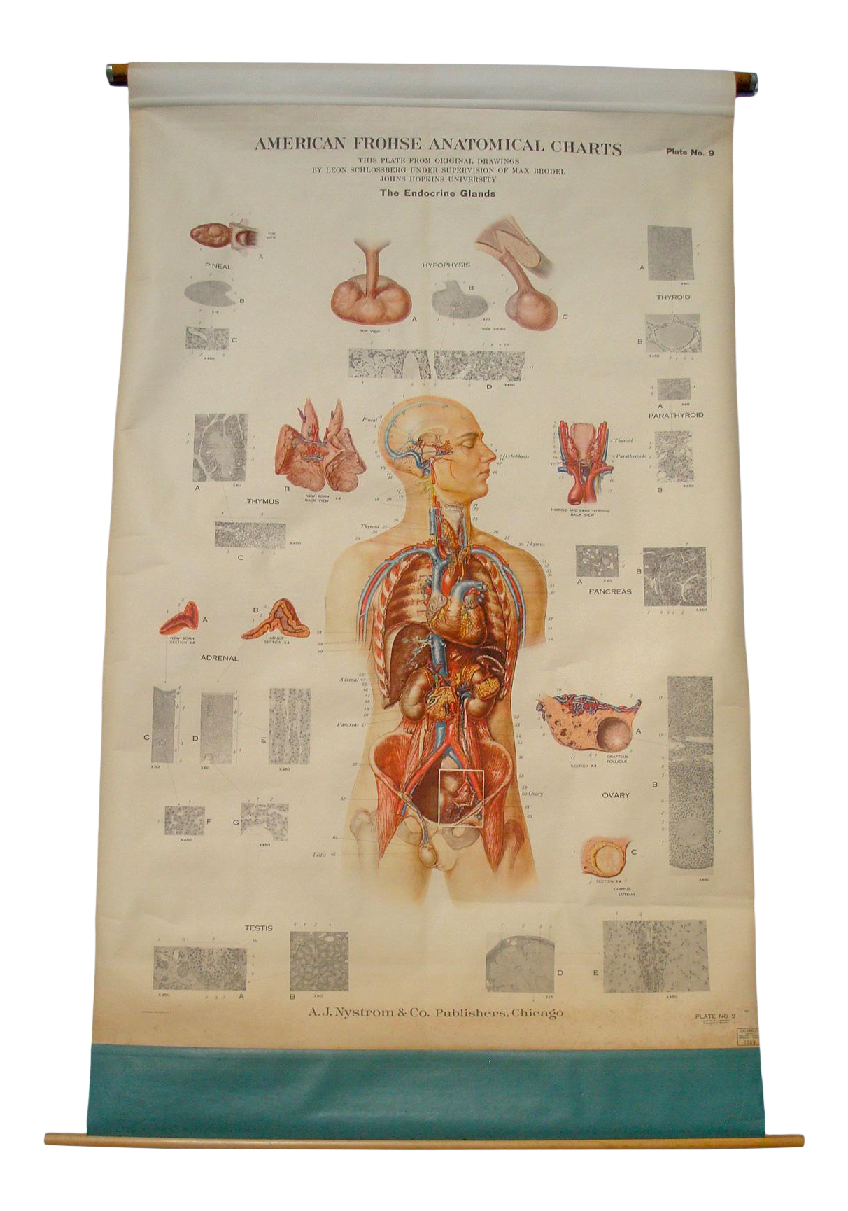 Endocrine System Wall Chart