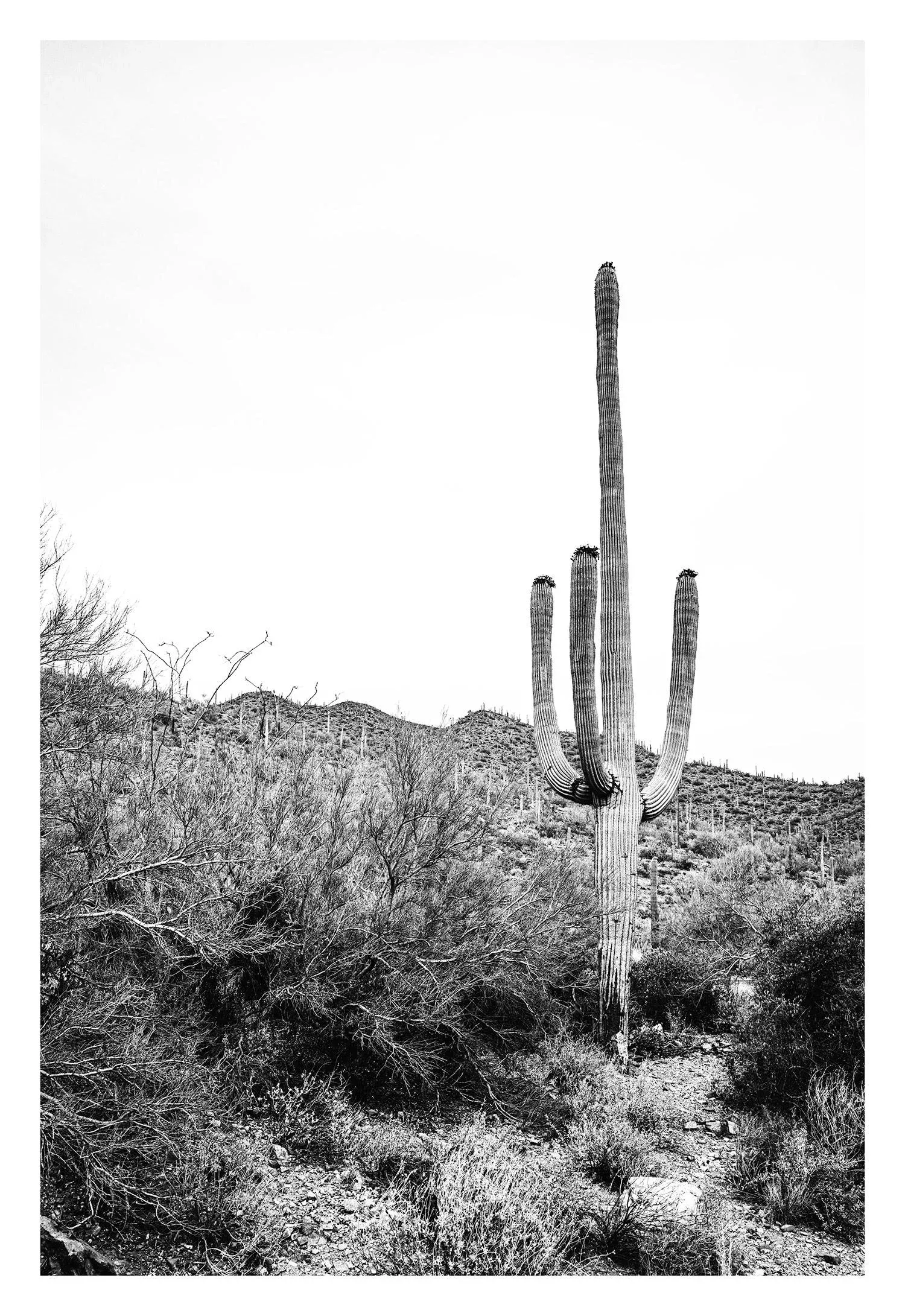 Southwest Desert Cactus Photo in Black and White – 40" X 60" | Chairish