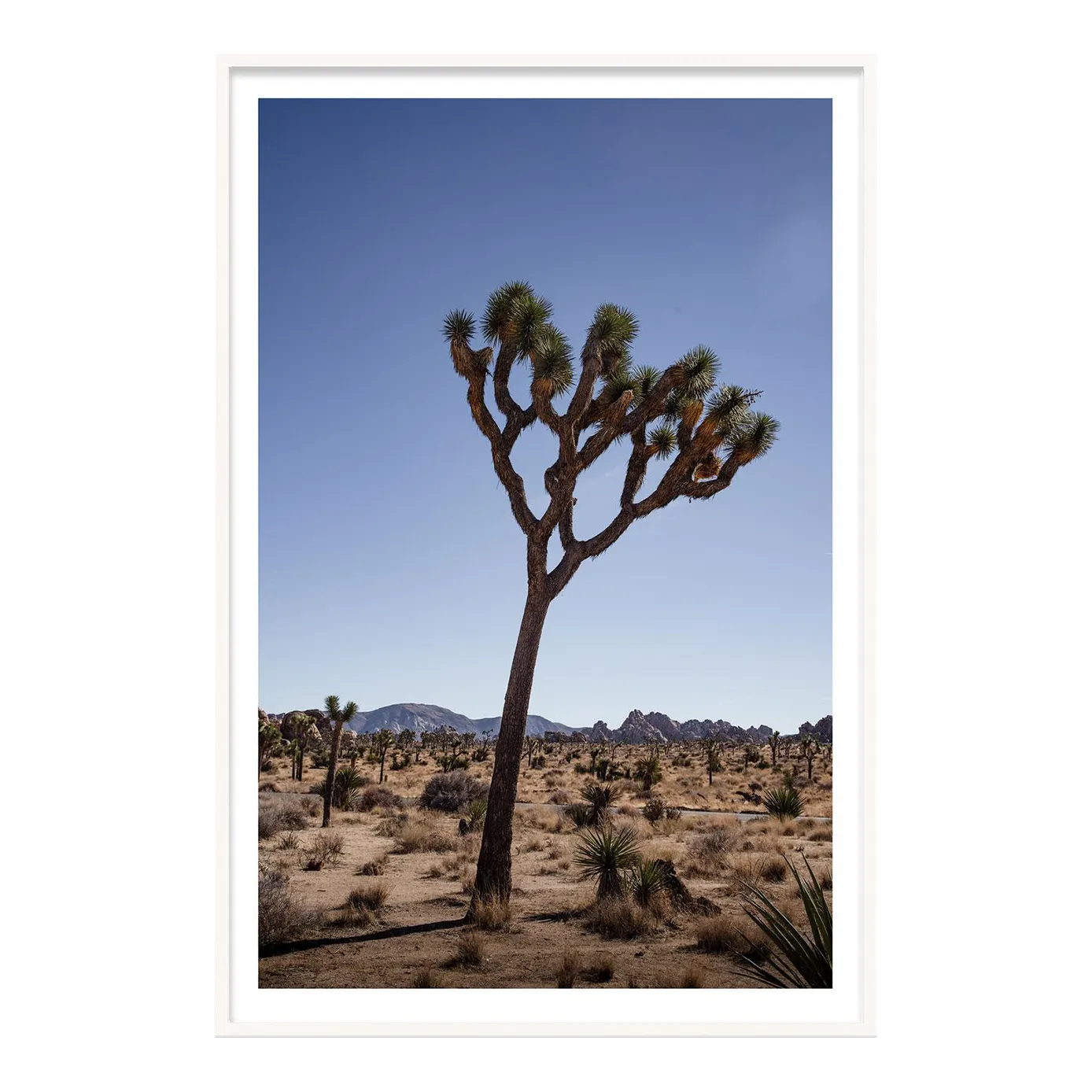 Transmission', Joshua Tree Desert Landscape Photograph, Ltd Edition, 20 ...