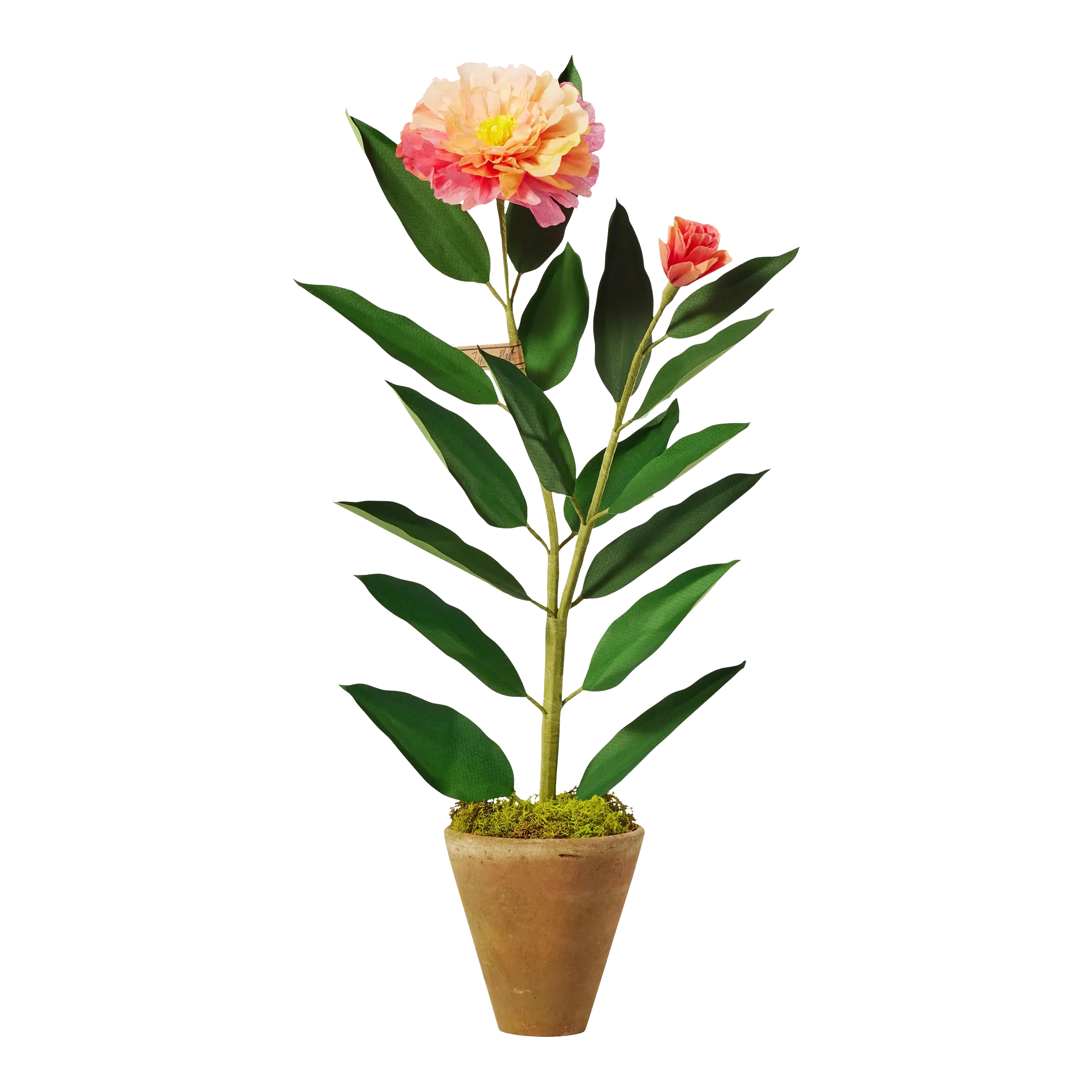 The Green Vase Mini Zinnia Plant | Chairish