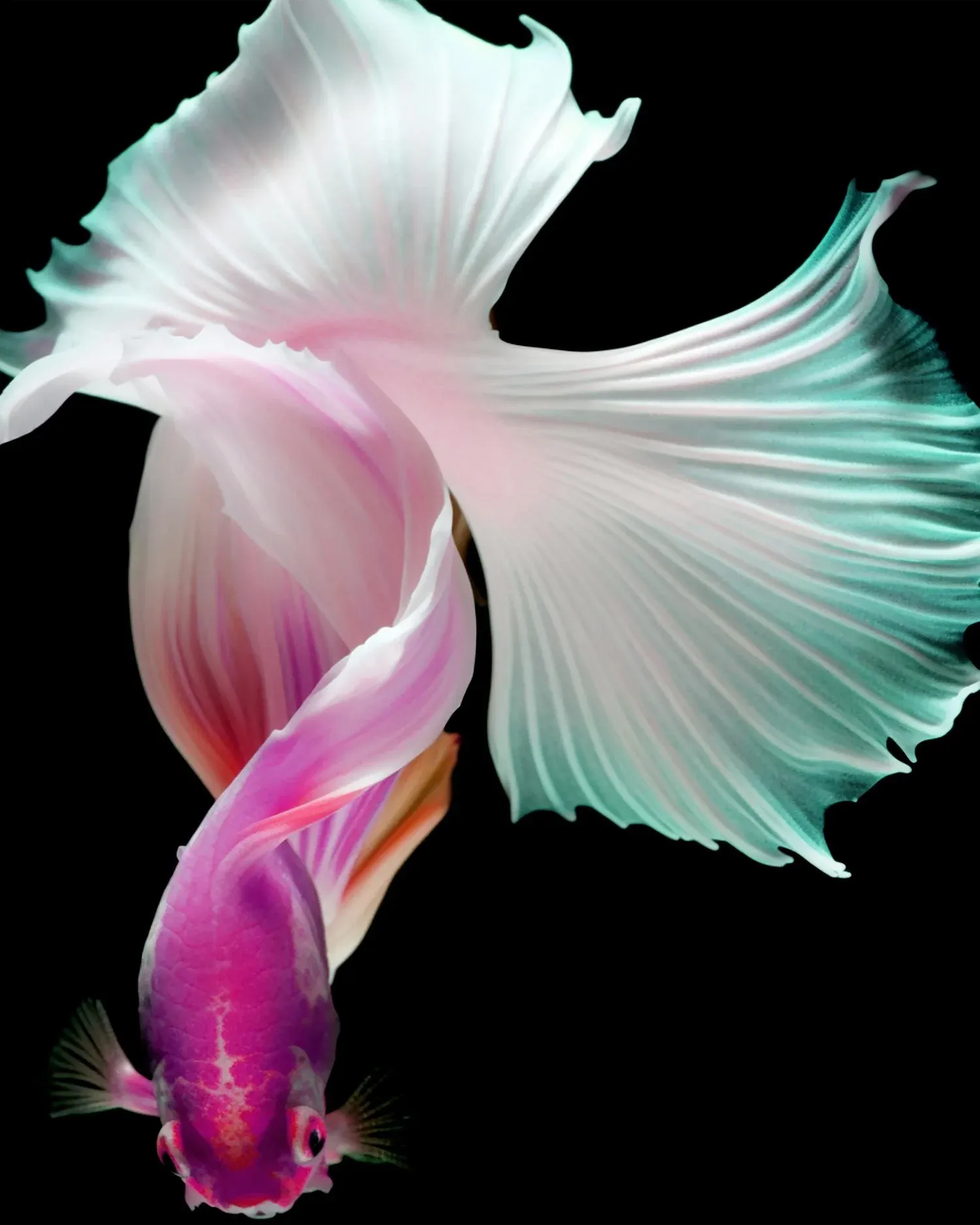 "Betta Fish 343" Original Color Photograph of a Male Fish by Michael ...